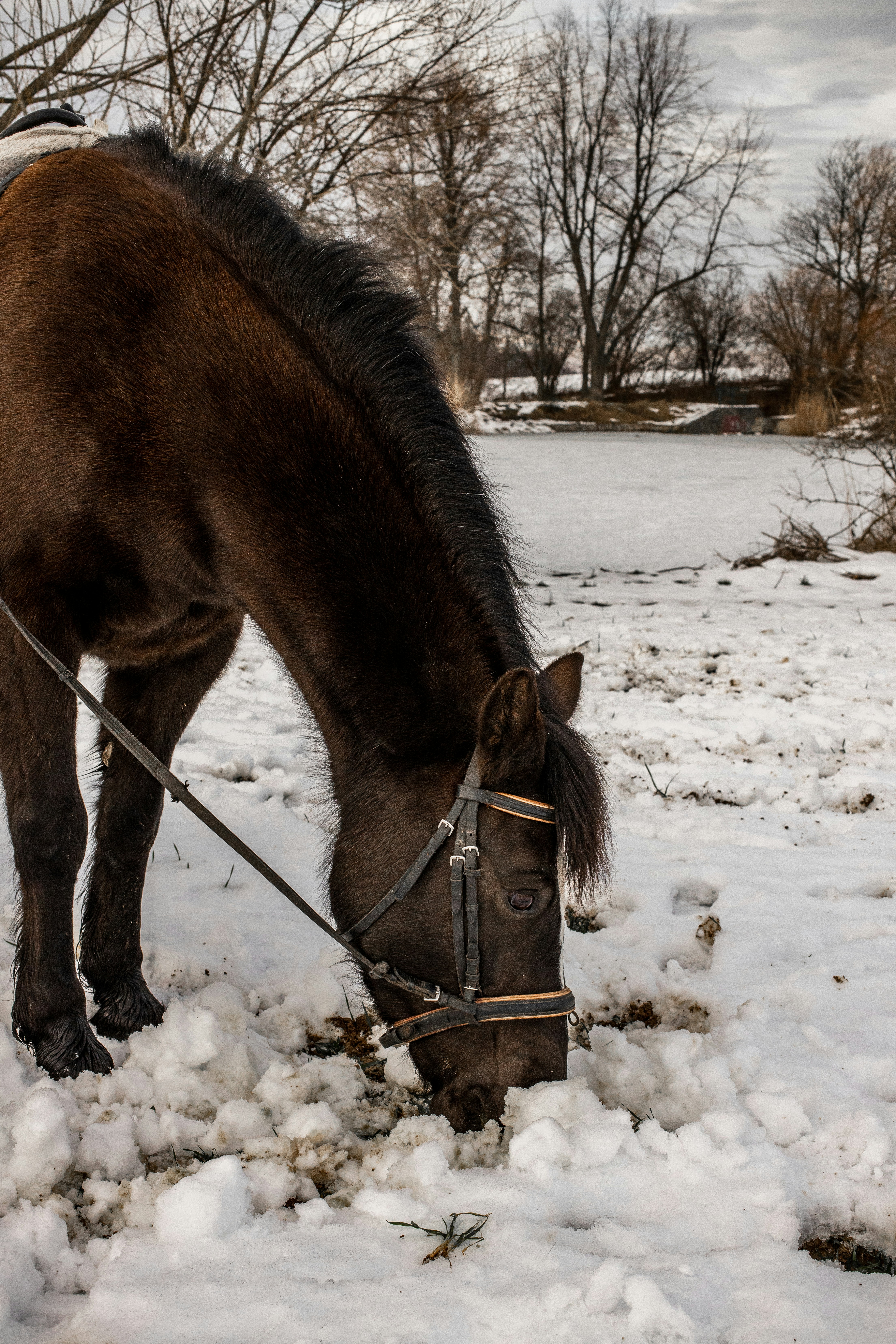 Snowy Pasture Grazing: A Dark-Hued Horse Feeds Amid Bare Trees