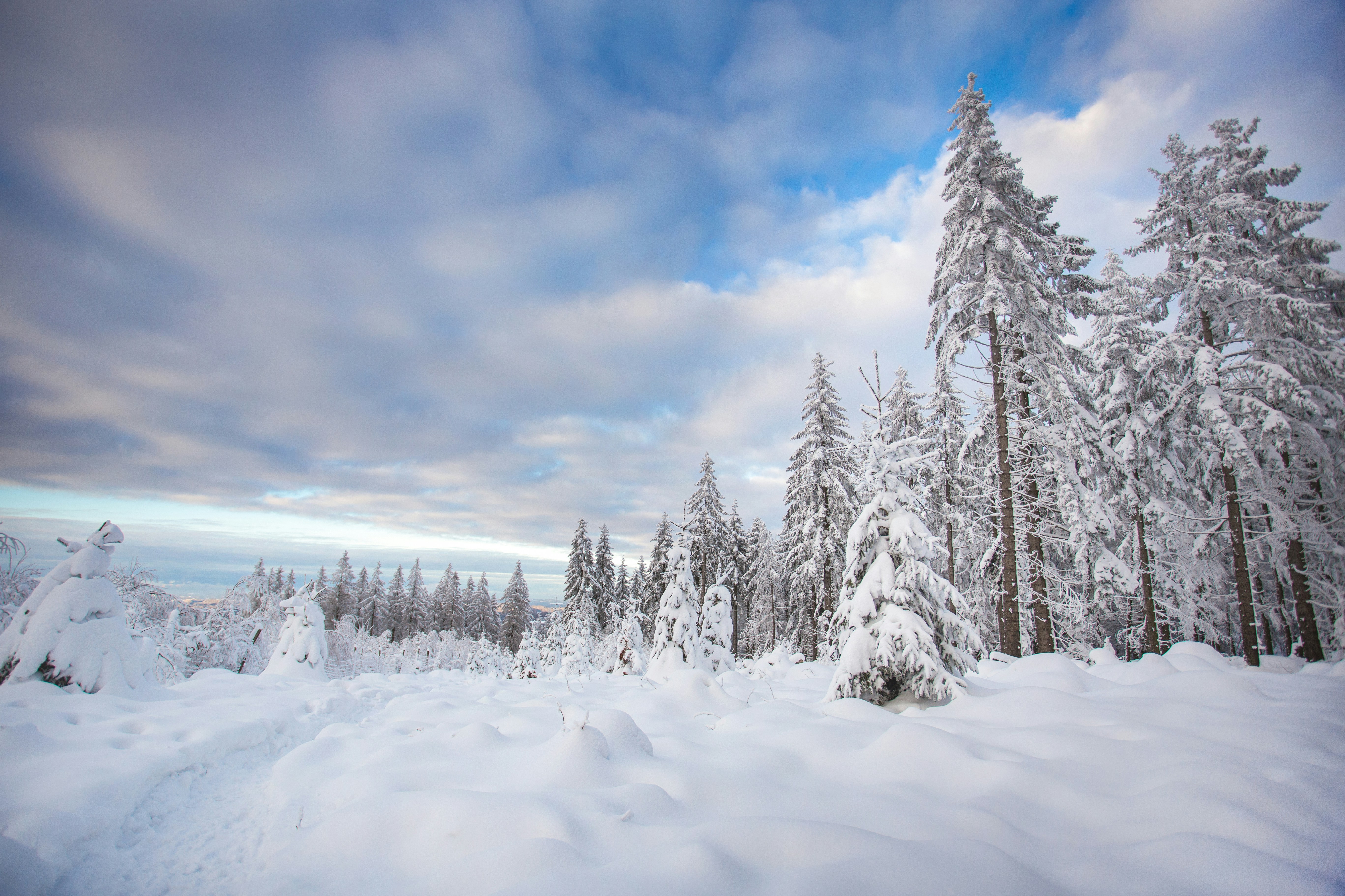 Snow covered pine trees under white clouds and blue sky during daytime ...