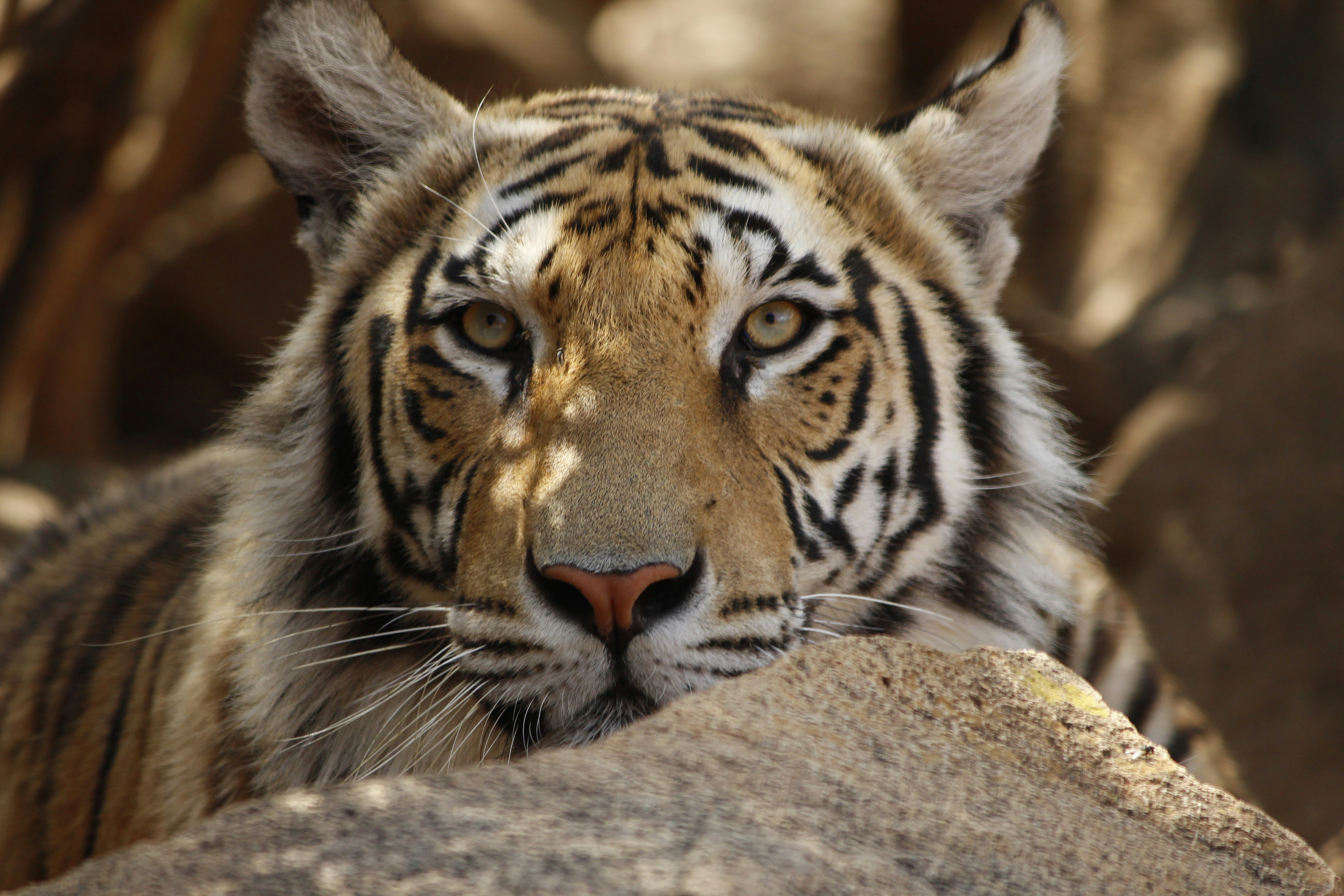 Tiger lying on brown rock during daytime photo – Free Animal Image on ...