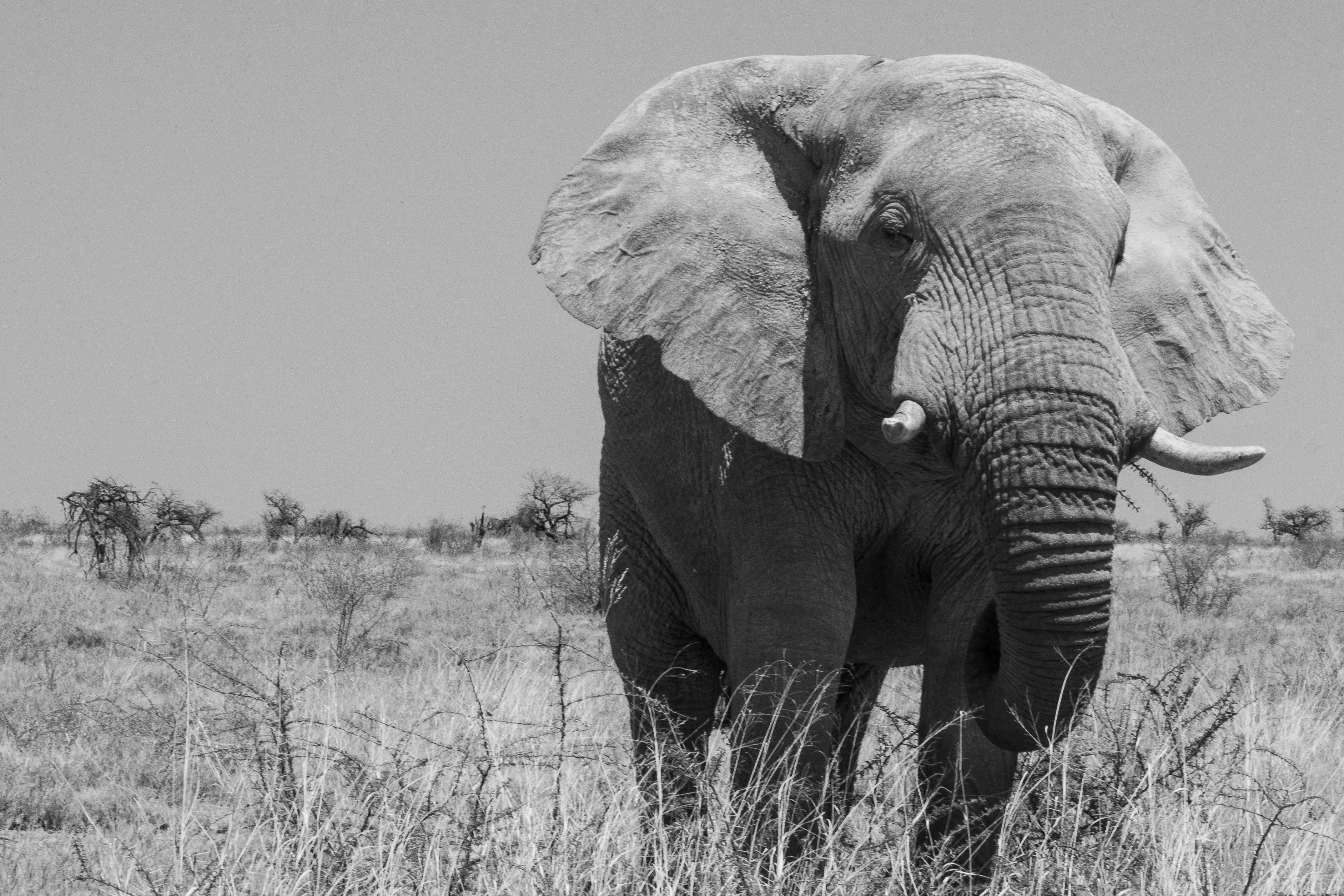Elephant standing in a grassy field under a clear sky.