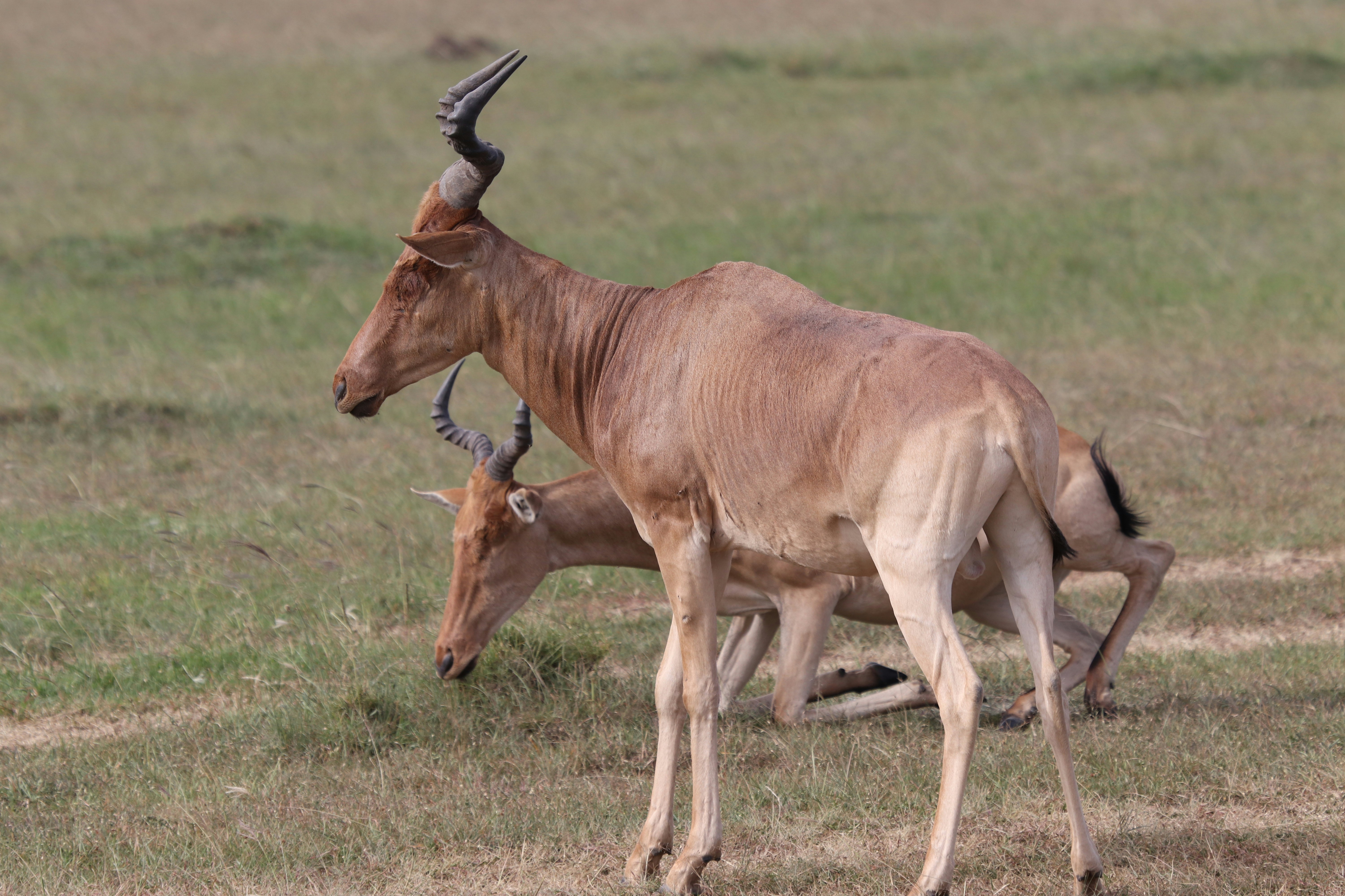 Graceful Antelopes in the Serengeti Plains