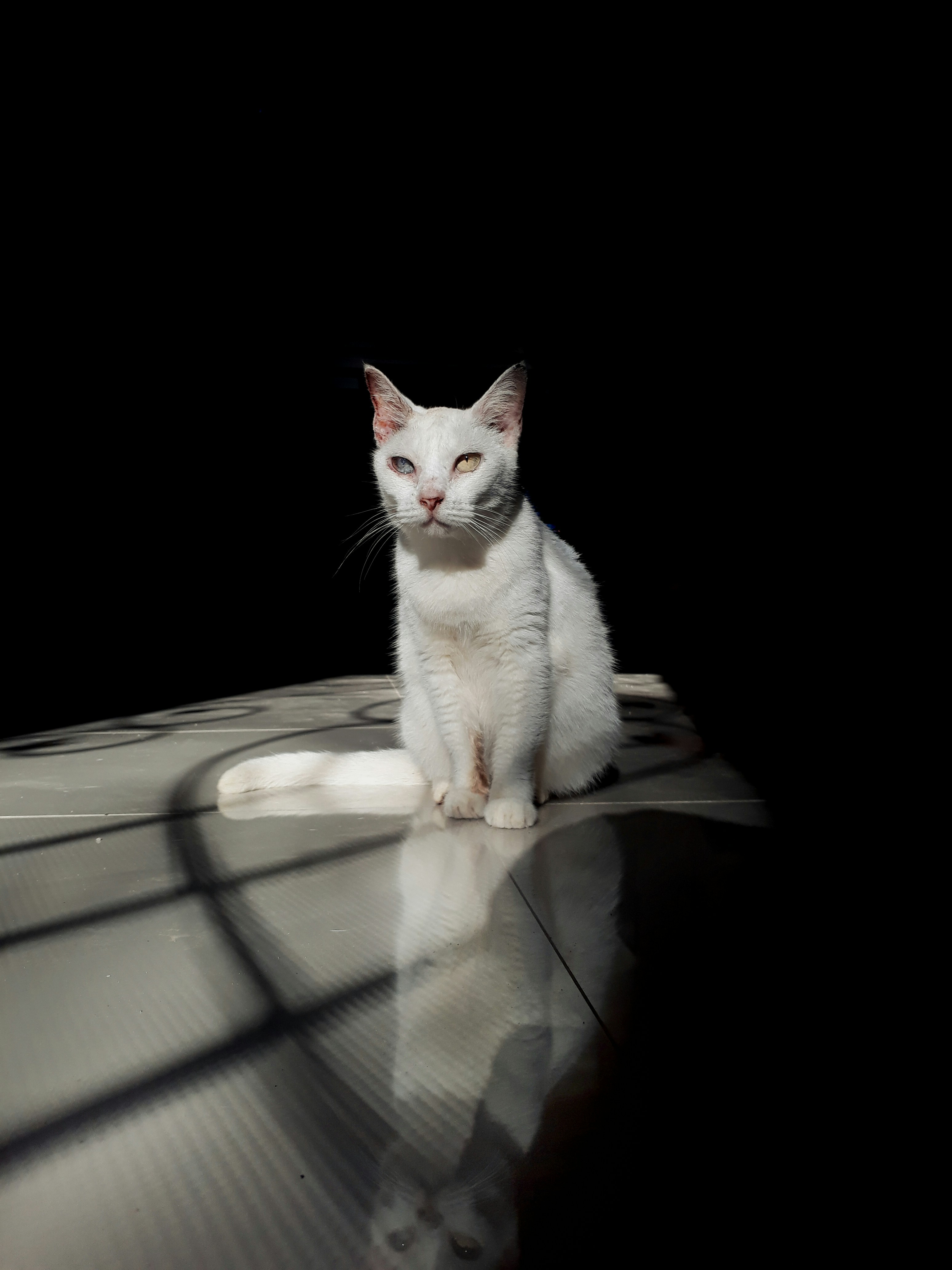 A white cat sits gracefully on a reflective surface, illuminated by soft light amidst a dark backdrop, creating a striking contrast.