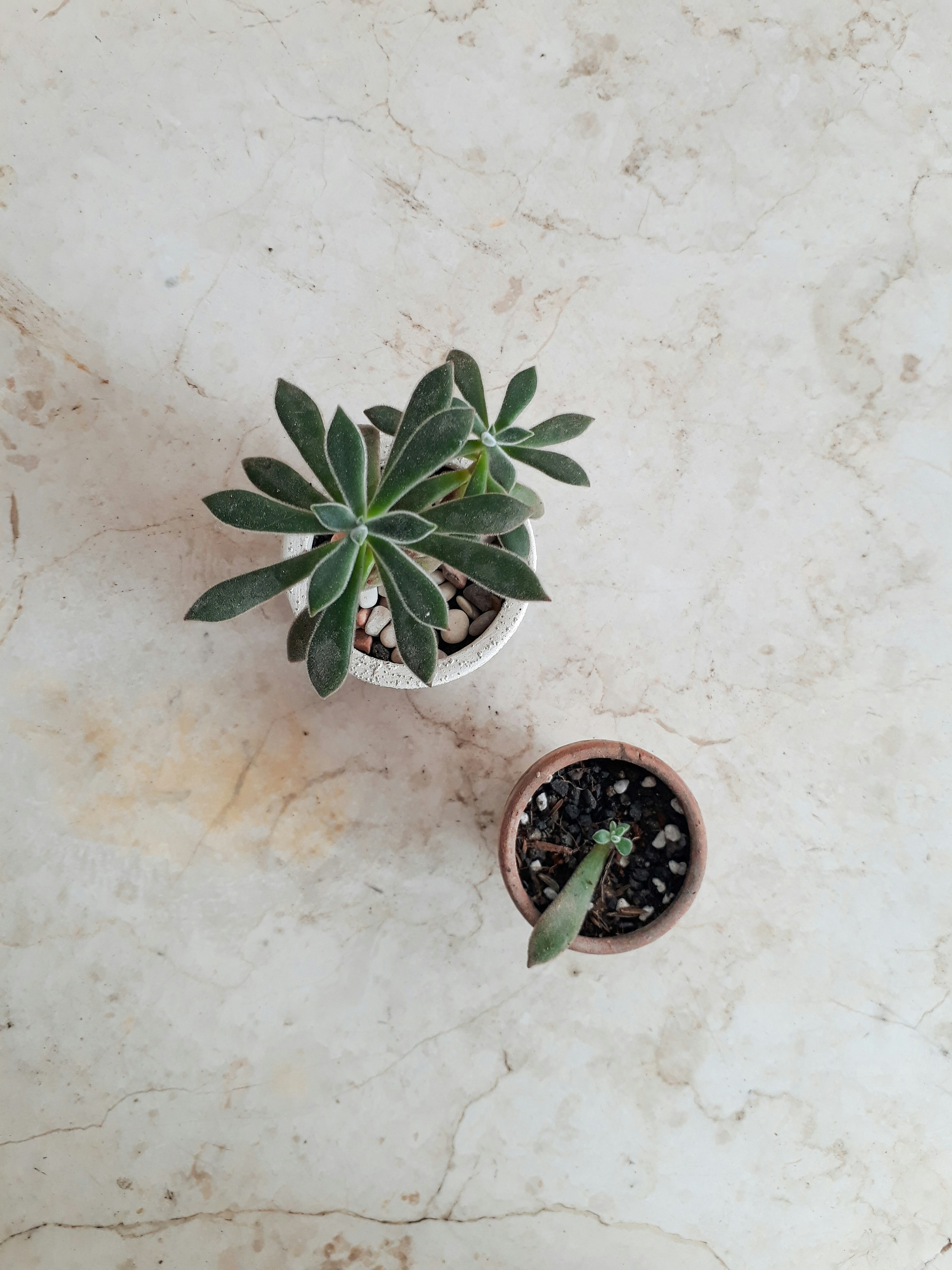 Two potted succulents atop a textured surface, showcasing their unique shapes and colors. The larger plant features vibrant green leaves, while the smaller one offers a delicate contrast.