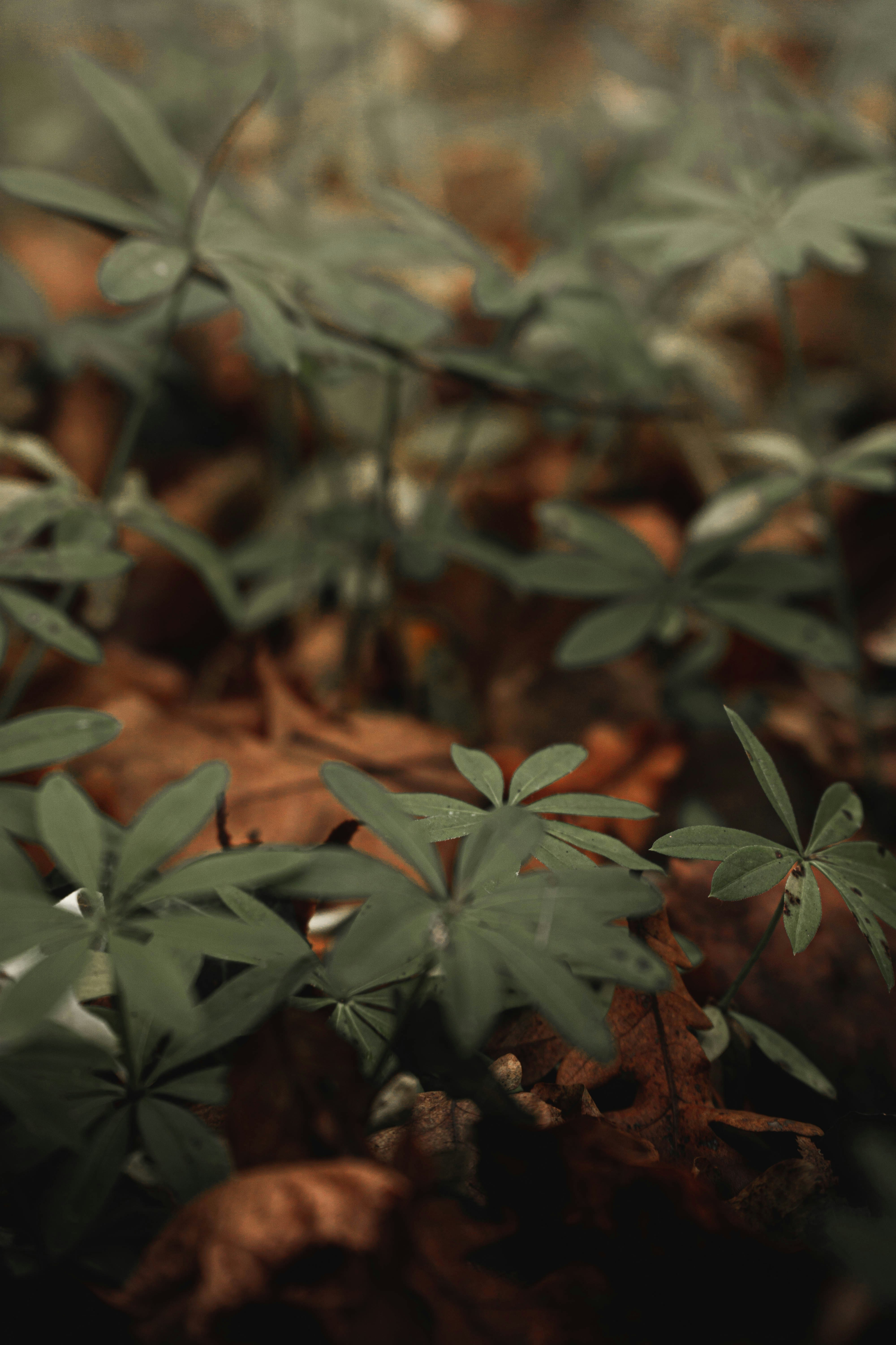 Whispering Palmate Greens on a Leaf-Littered Forest Floor