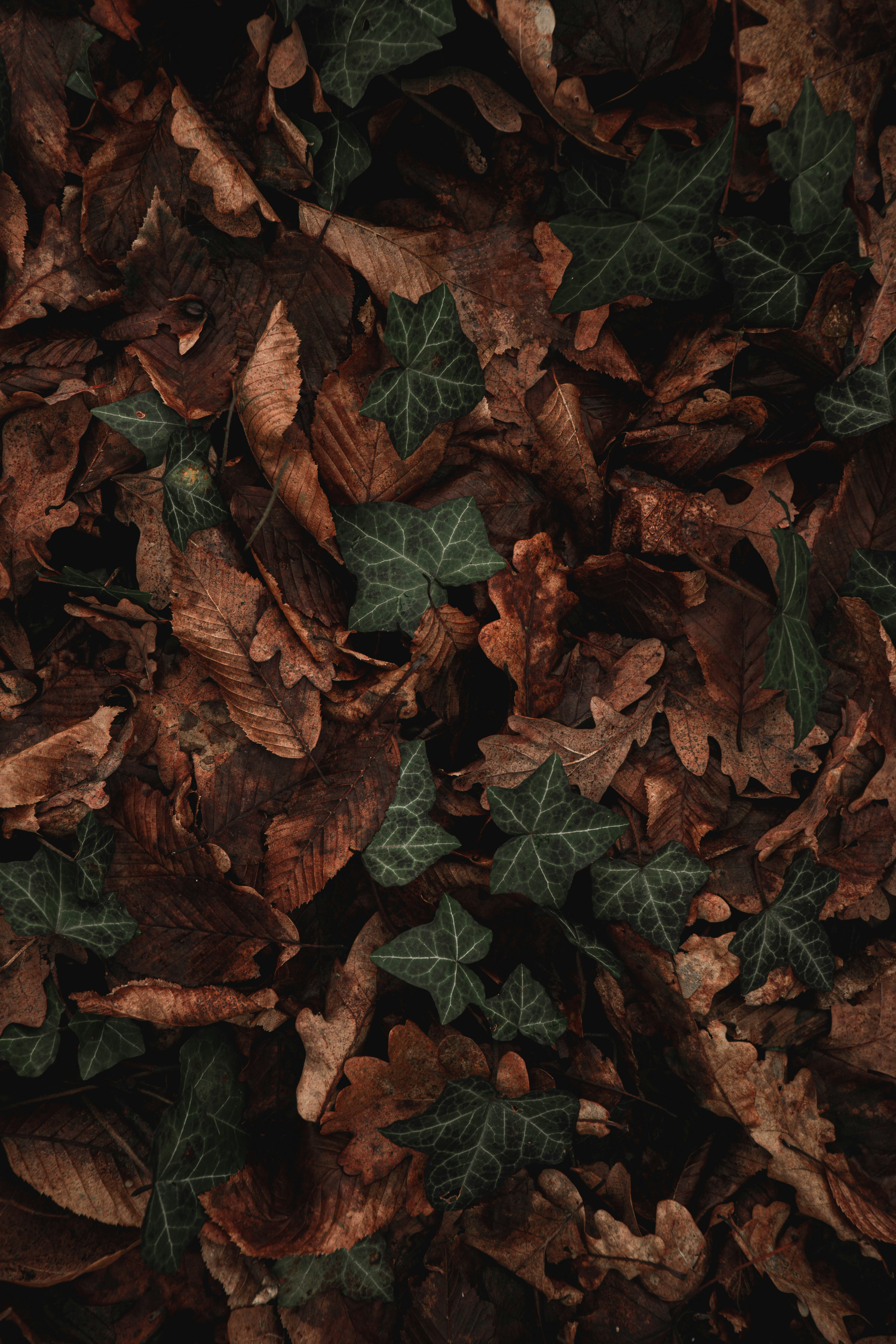 Autumn Ivy Among Fallen Leaves: A Quiet Bed of Green Whispers