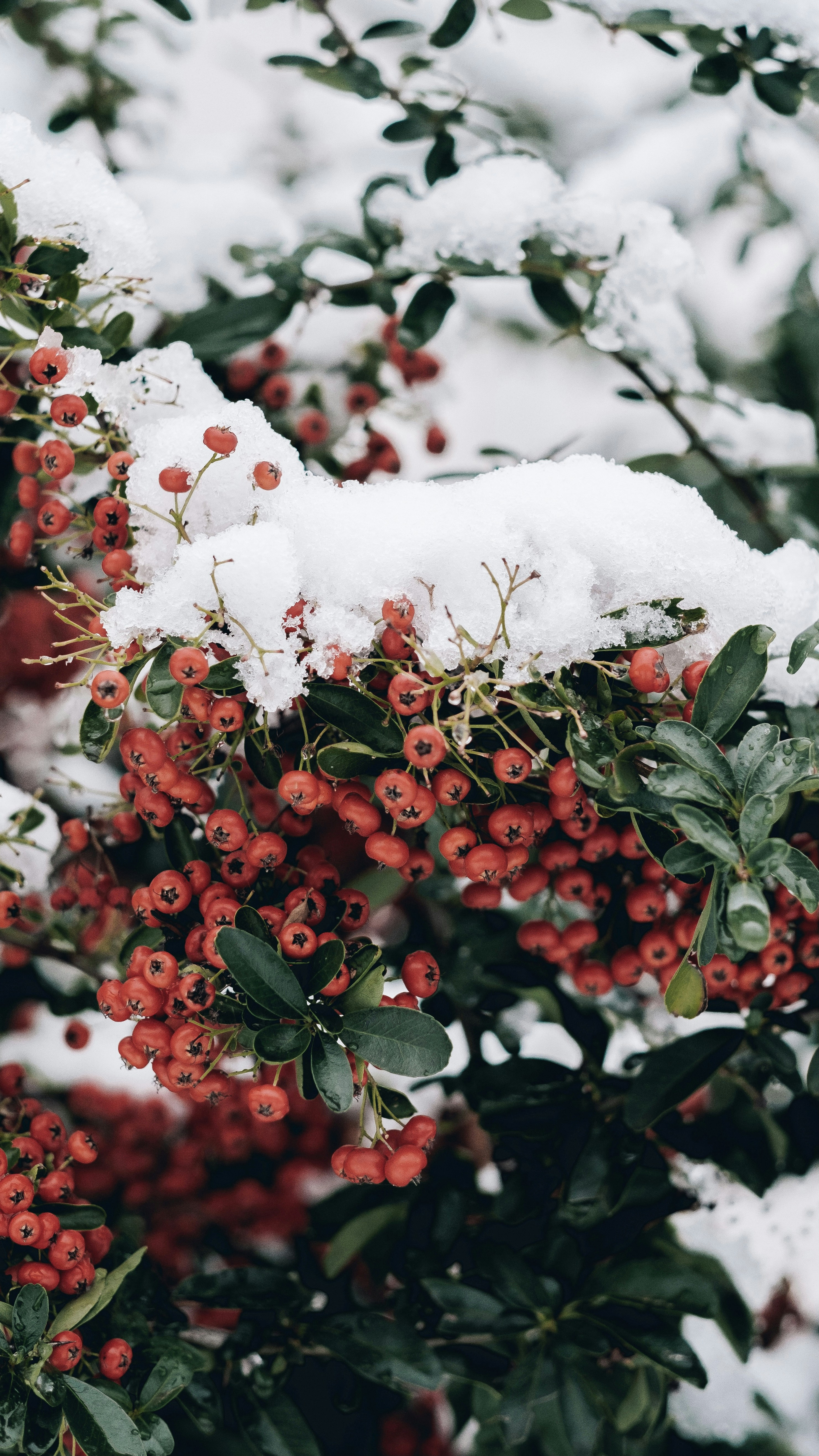 Clusters of vibrant red berries adorned with fresh snow, nestled among lush green leaves in a winter landscape.