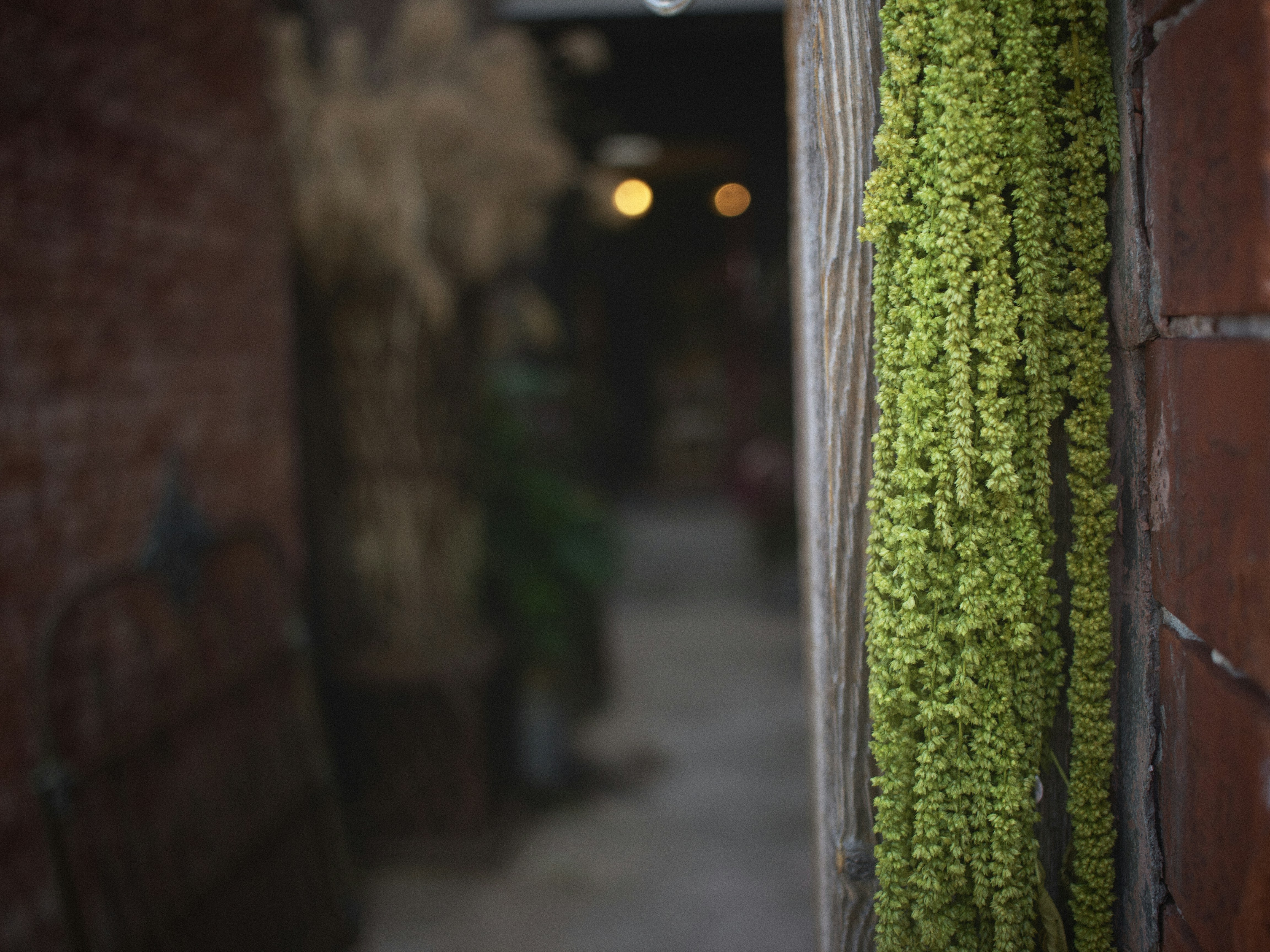 Urban Oasis: Moss in the Alleyway