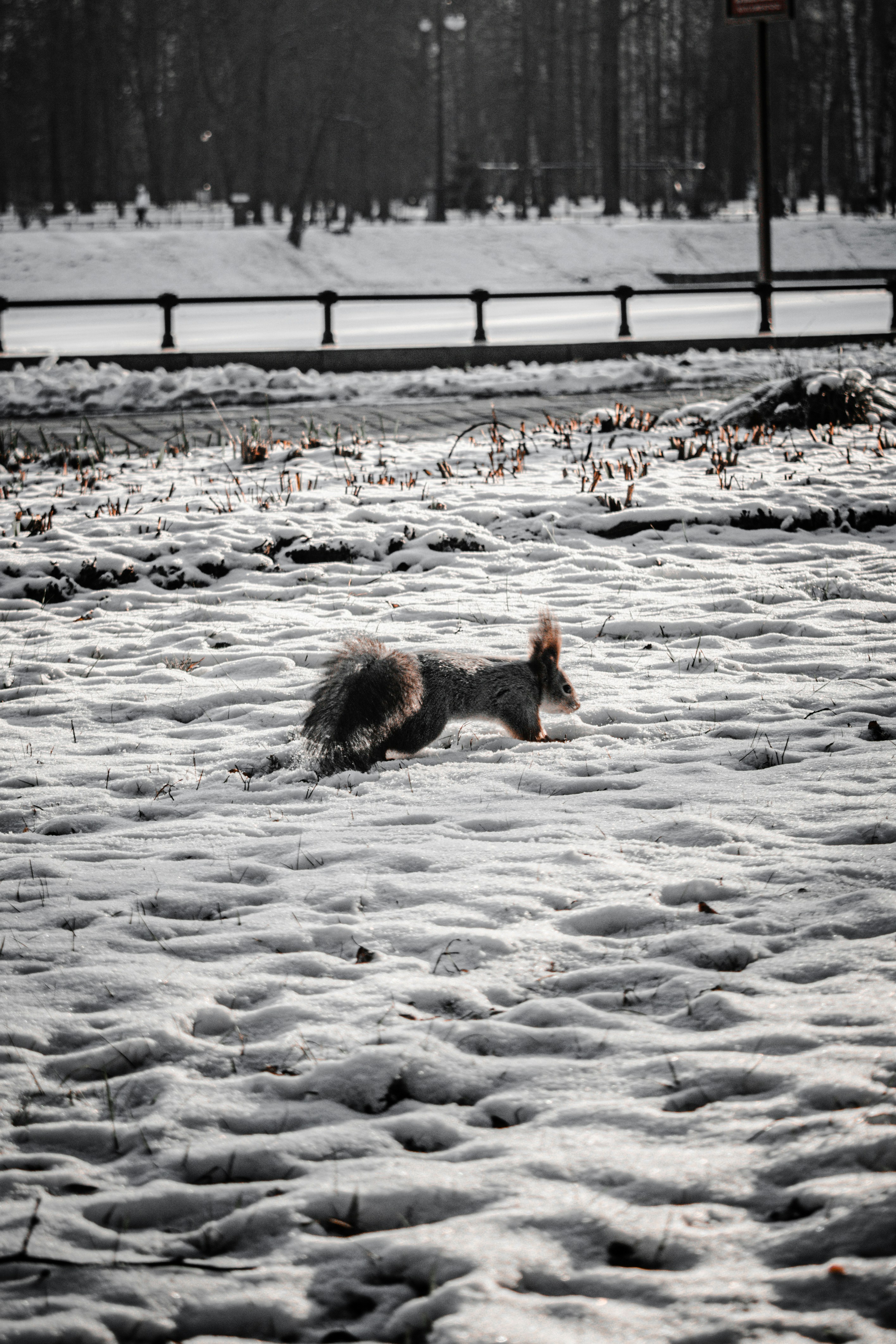 Squirrel
