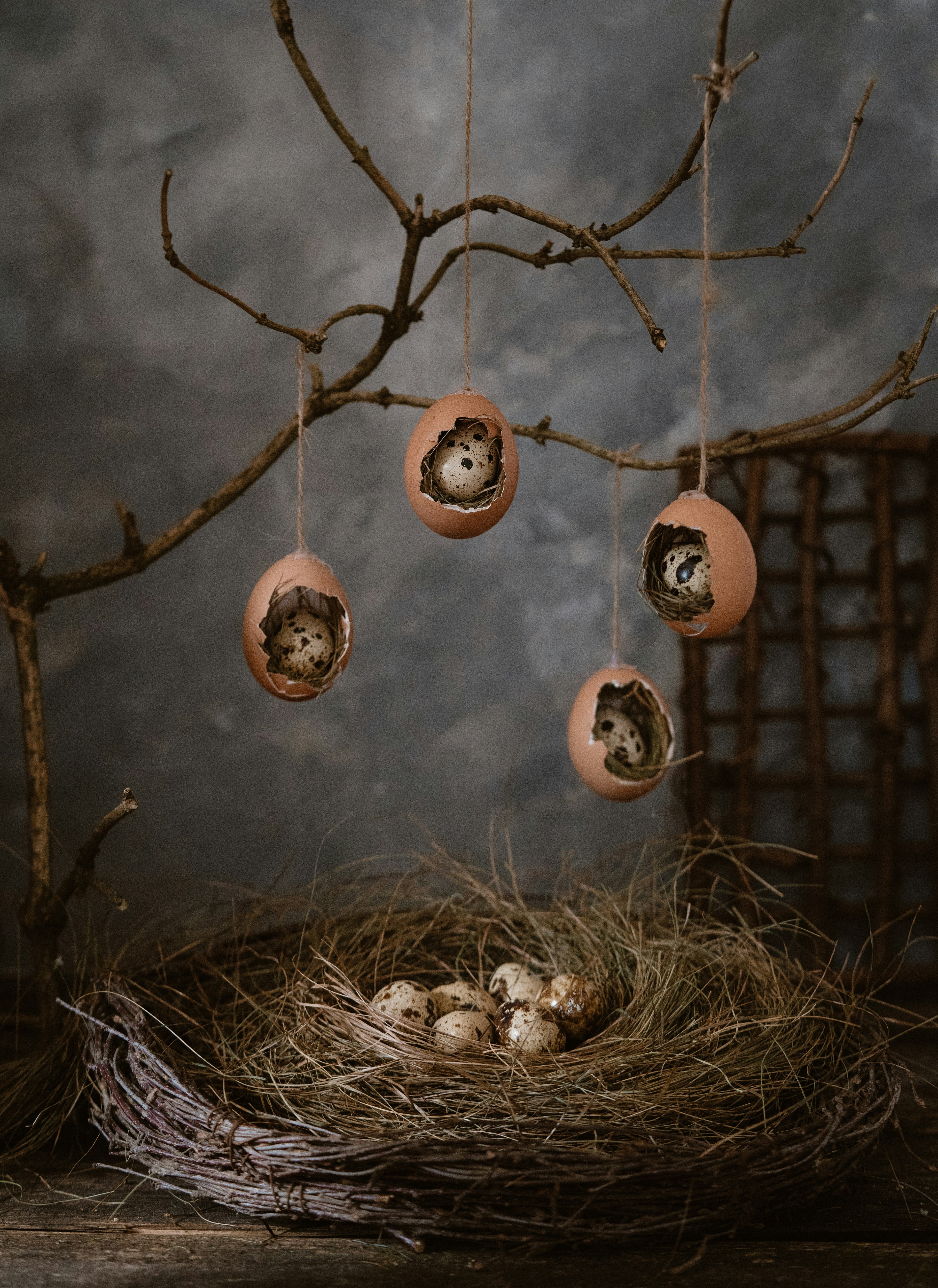 Hanging eggs with delicate cracks reveal quail chicks, suspended from a branch above a rustic nest filled with speckled eggs.