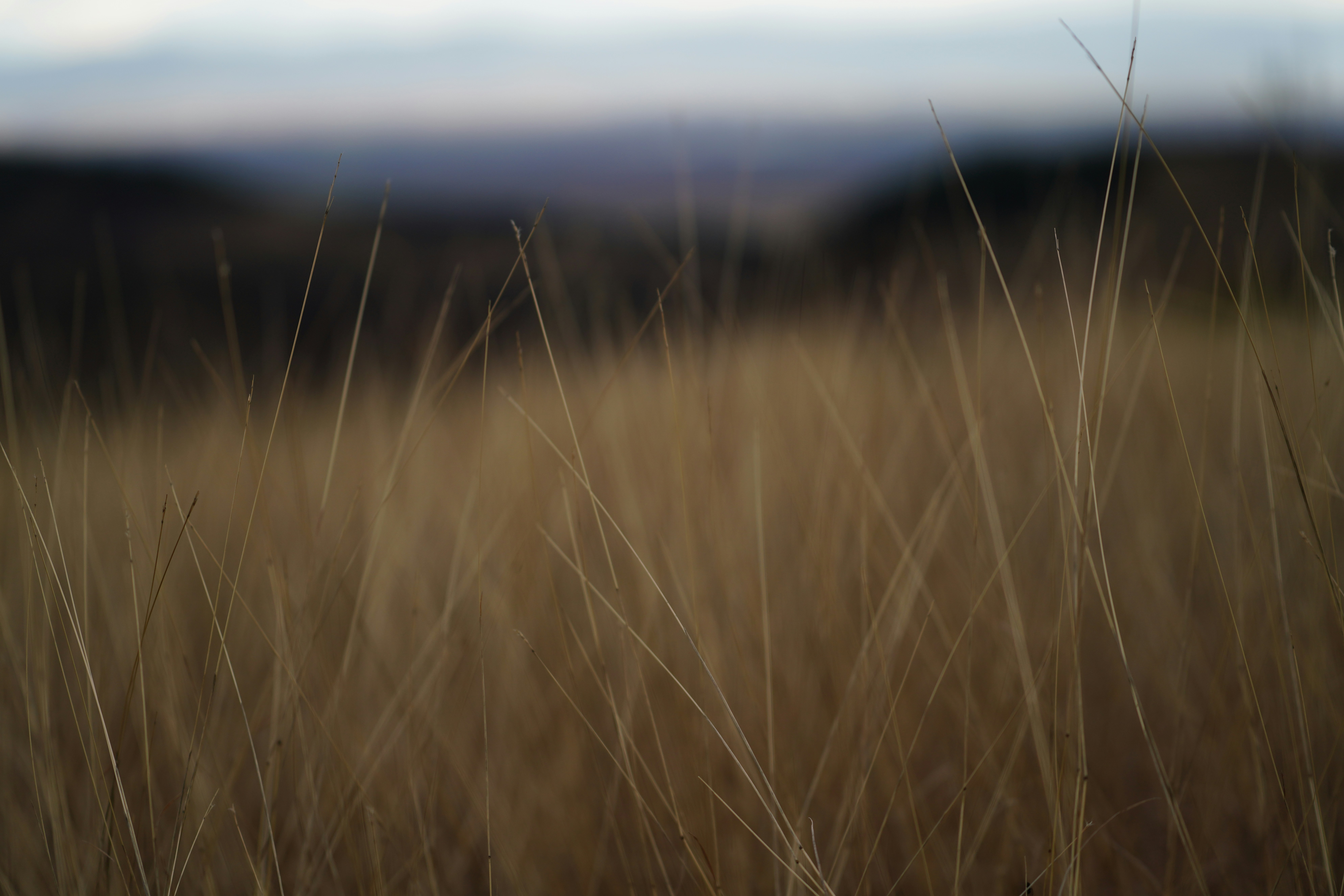 45,628+ Turf Pictures | Download Free Images on Unsplash