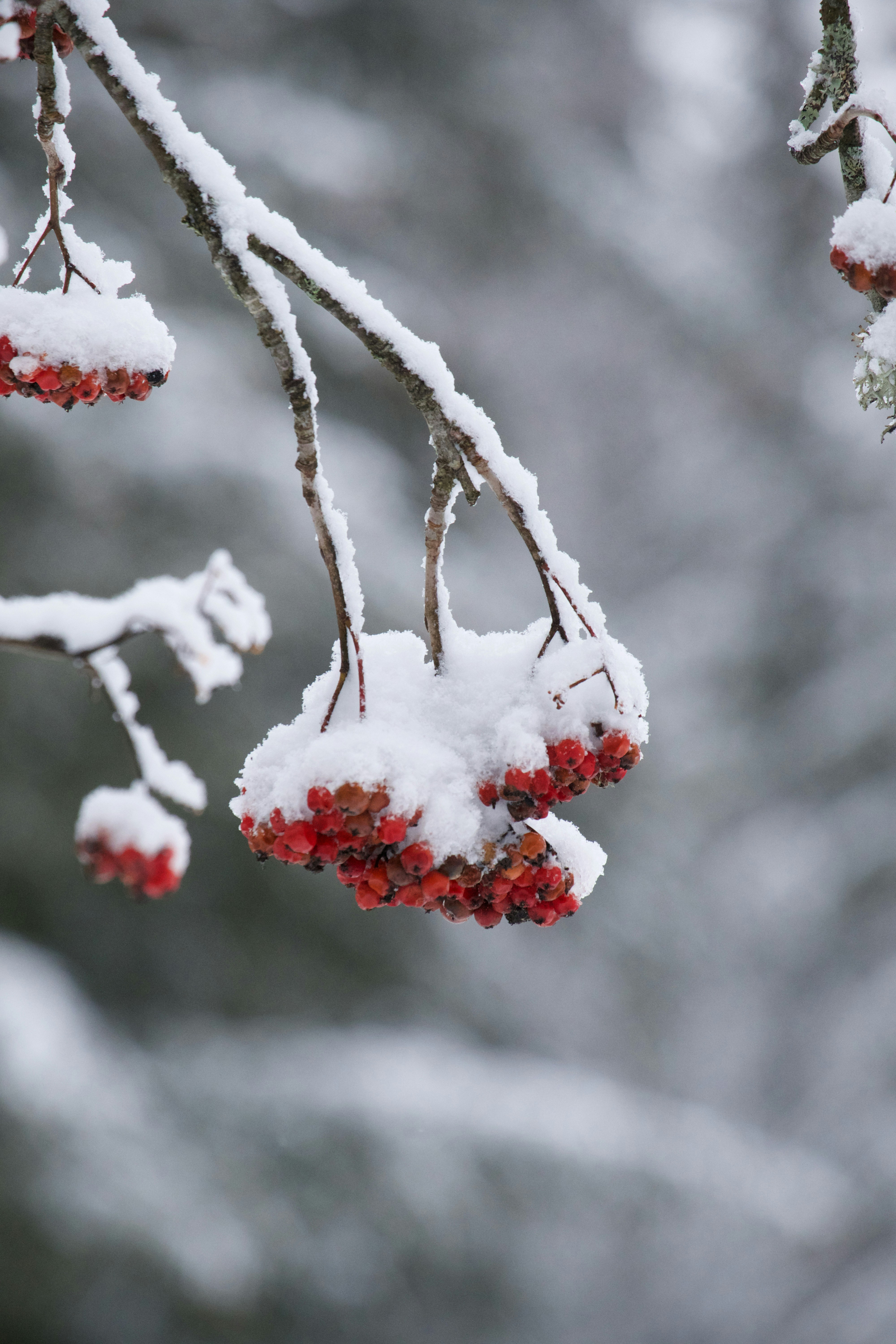 Fruits ronds rouges sur la branche de l’arbre photo – Photo Réserve ...