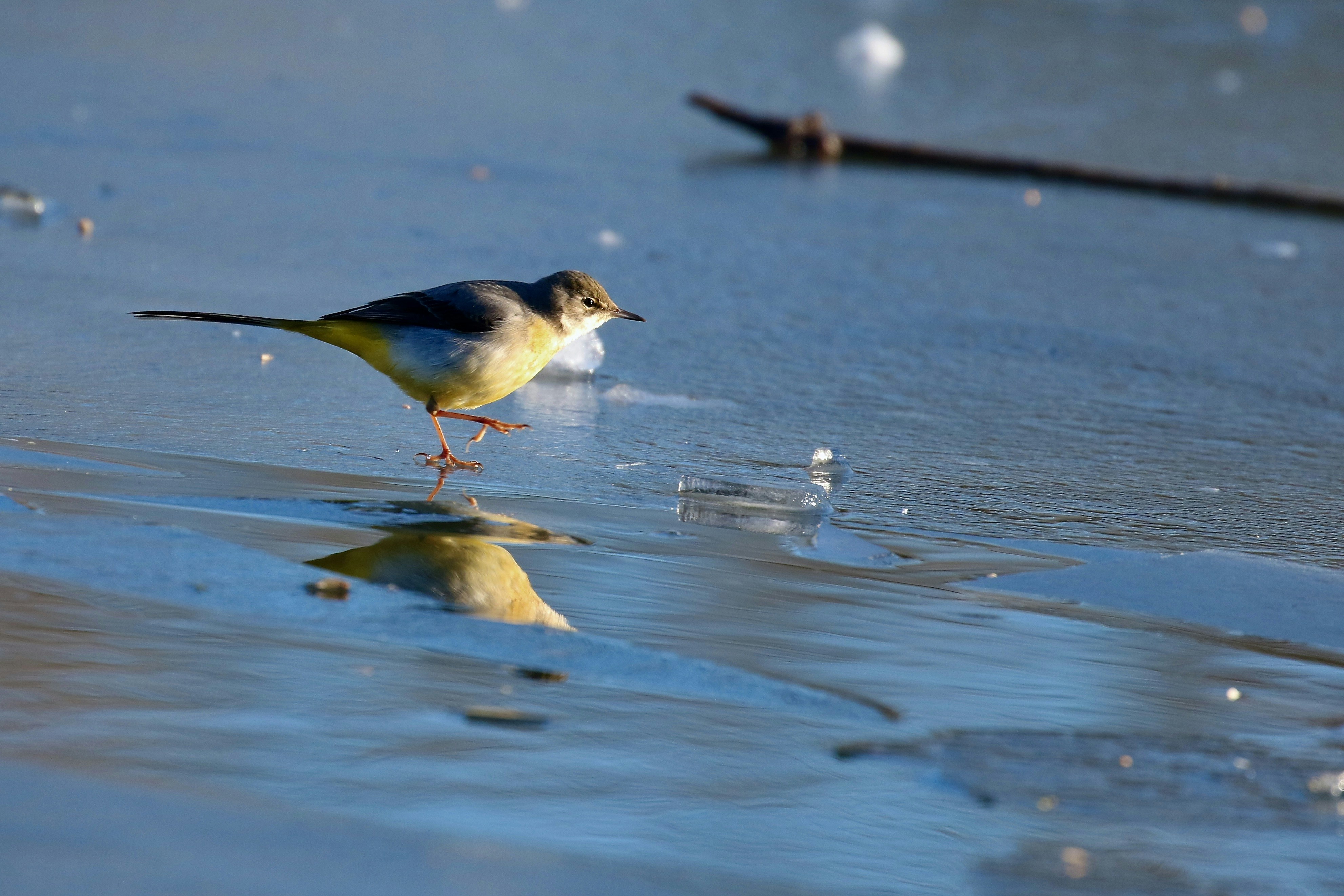 Glider on Ice: Yellow-Bellied Wagtail Skims a Frozen Lake