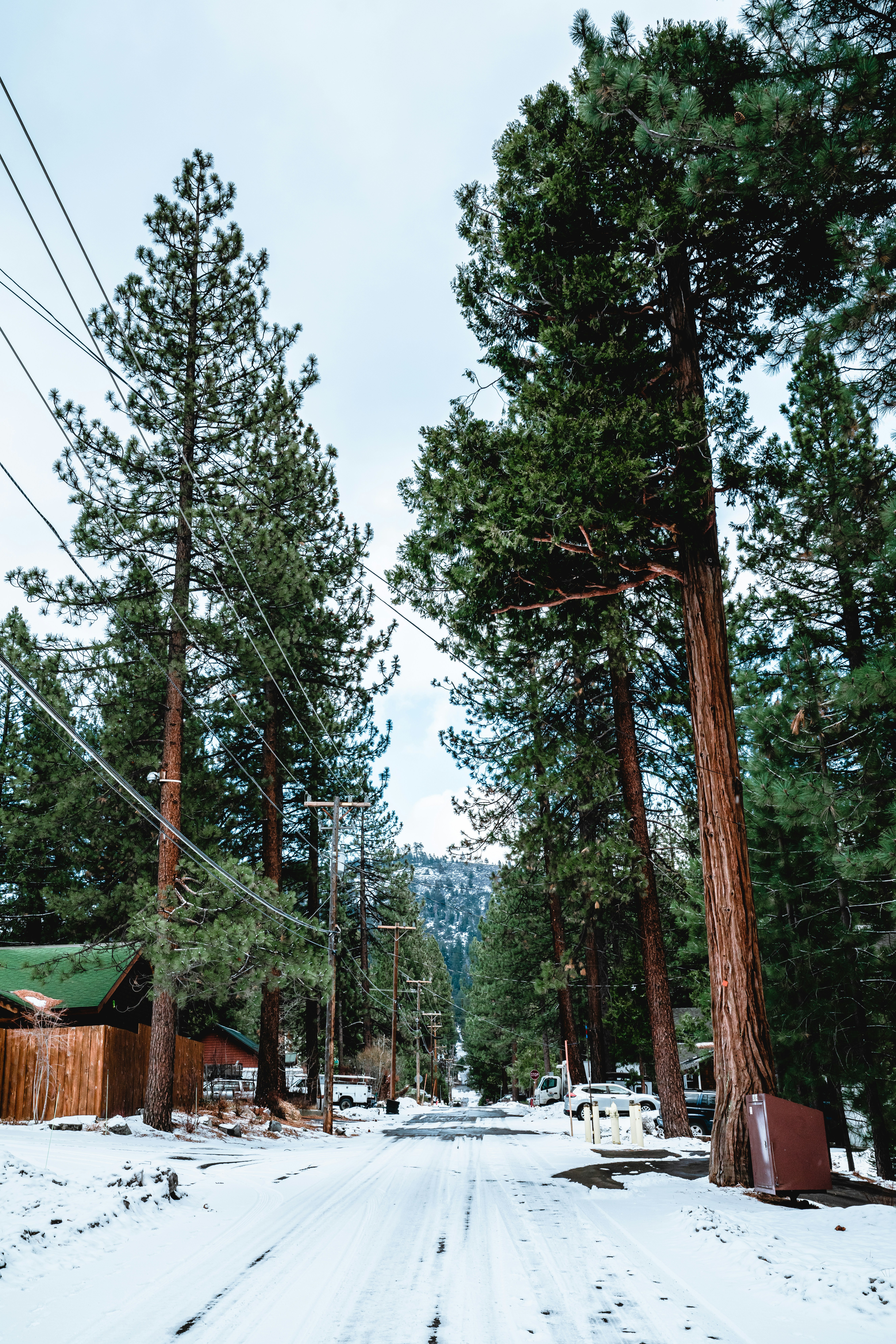 Snowbound Boulevard Through Giant Pines