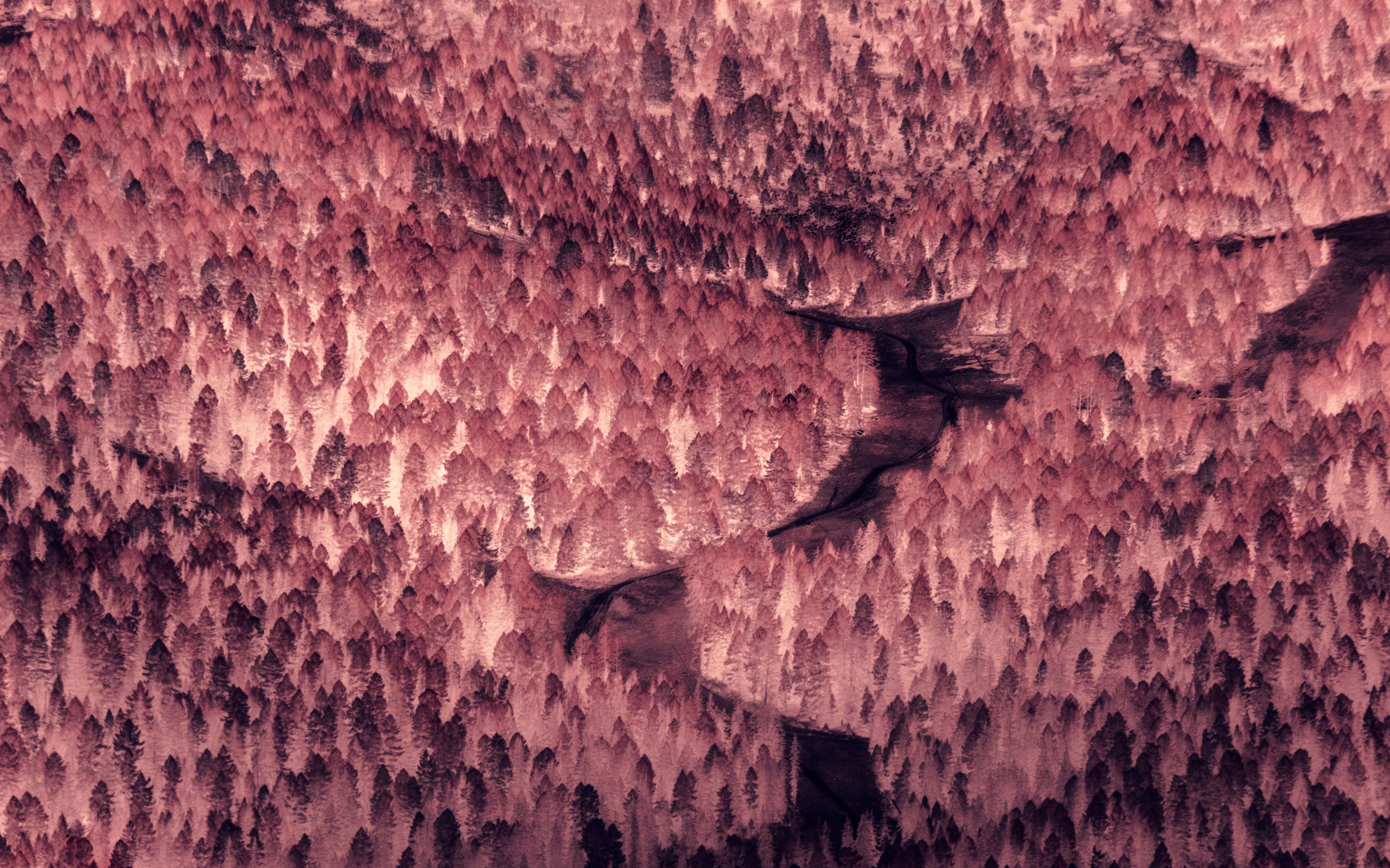 Aerial view of a dense forest showcasing a rich tapestry of evergreen trees in varying shades of pink and brown. The intricate patterns of the treetops create a unique visual rhythm.