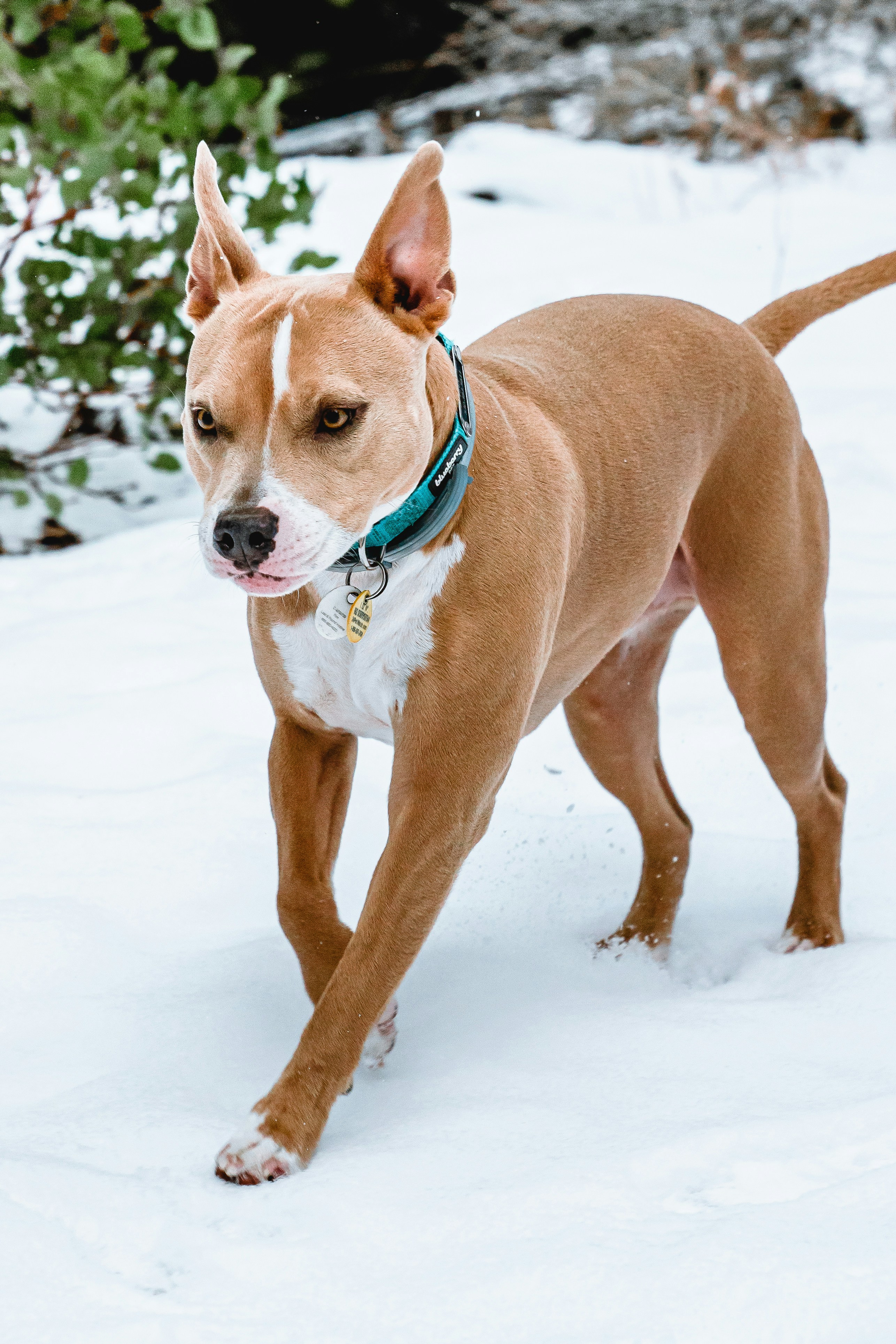brown and white short coated dog on snow covered ground during daytime