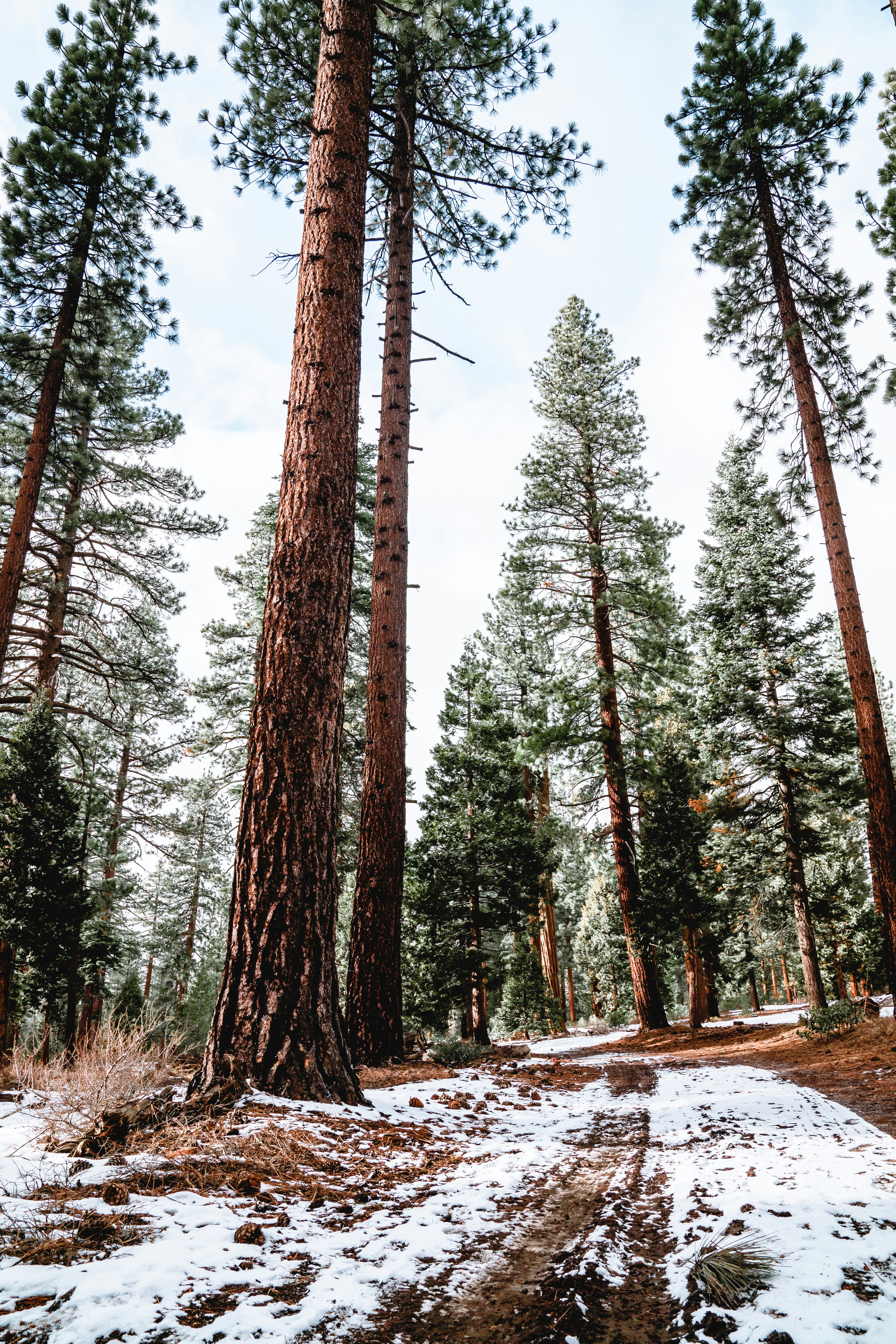 500+ Redwood Tree Pictures [HD] | Download Free Images on Unsplash