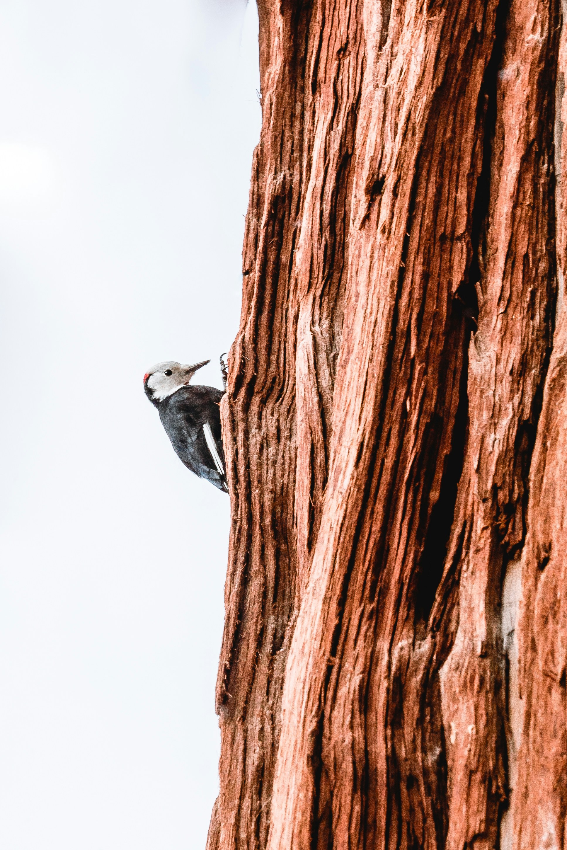 Crimson Bark Climber: Woodpecker on a Weathered Trunk