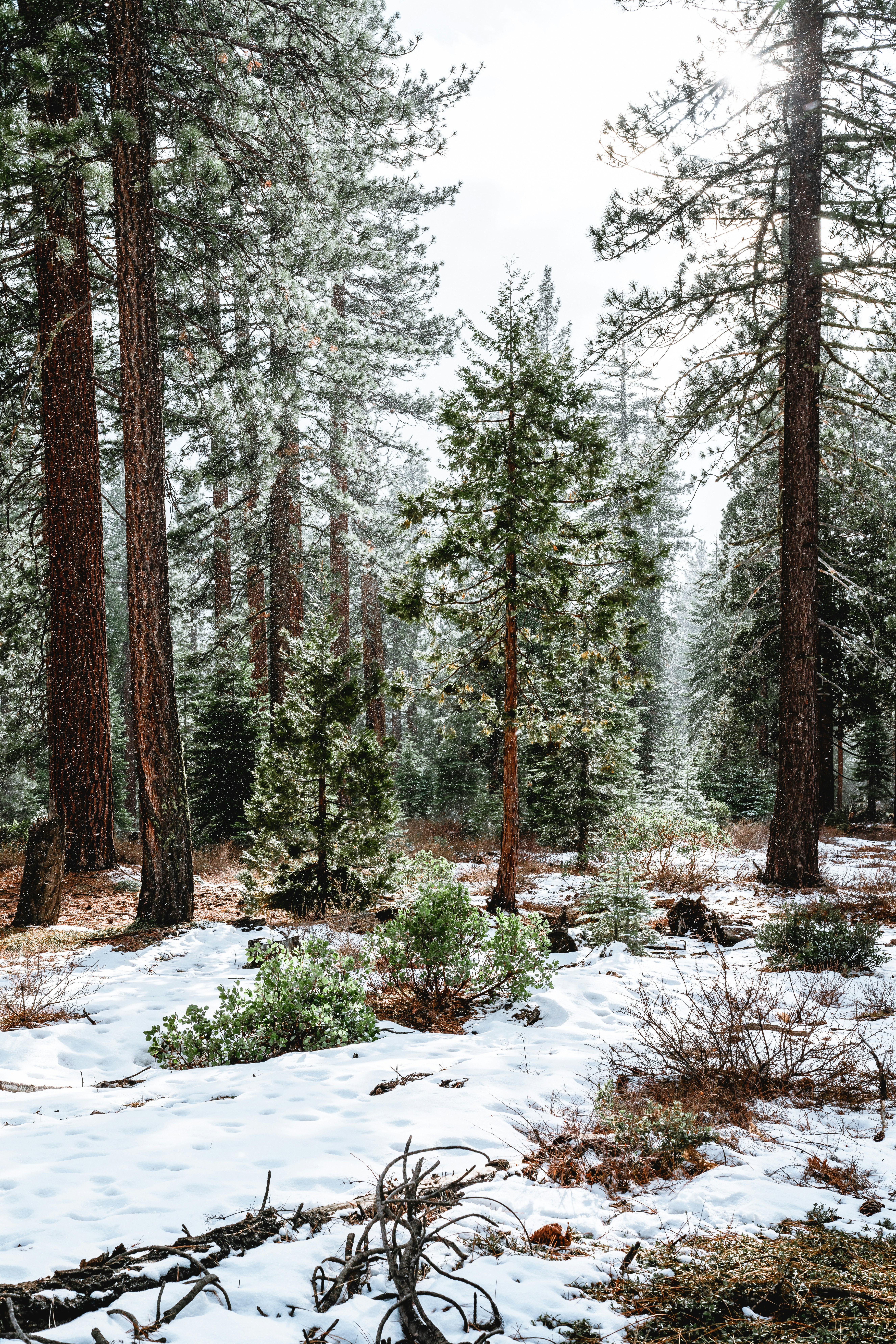 Snow-kissed Pines in a Quiet Mountain Clearing