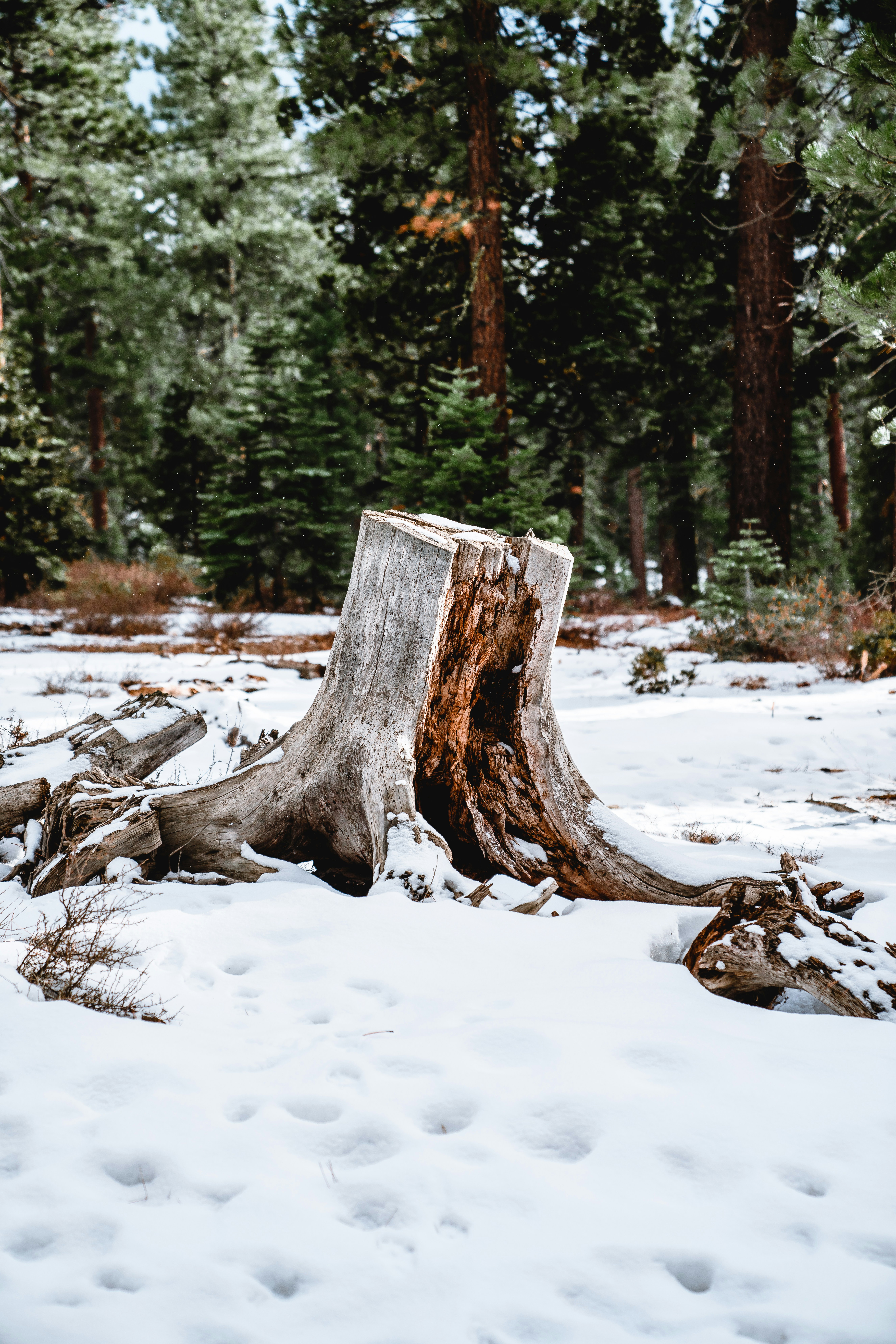 Winter's Quiet Sentinel: Snow-Covered Stump Among Pines