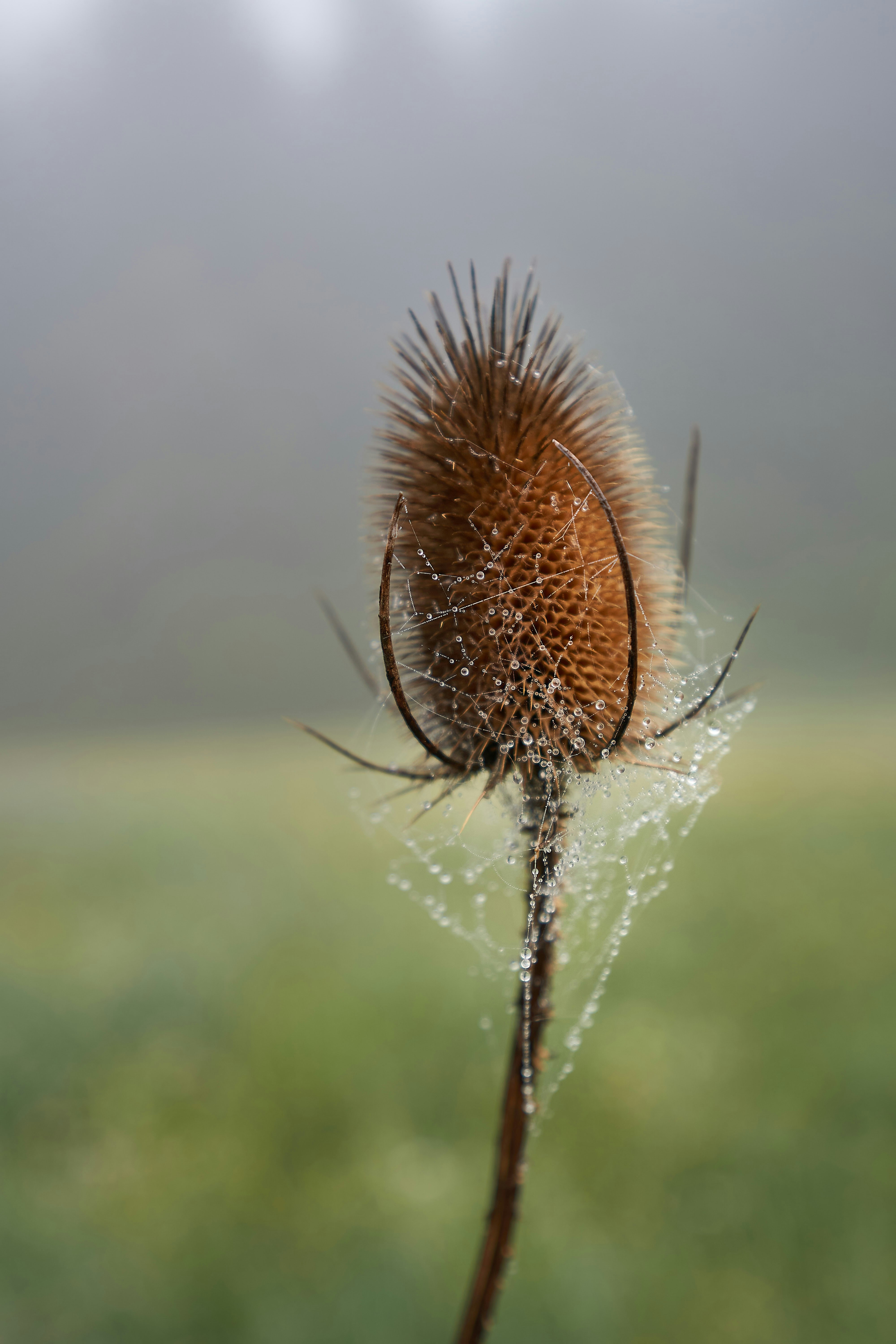 brown dandelion in close up photography