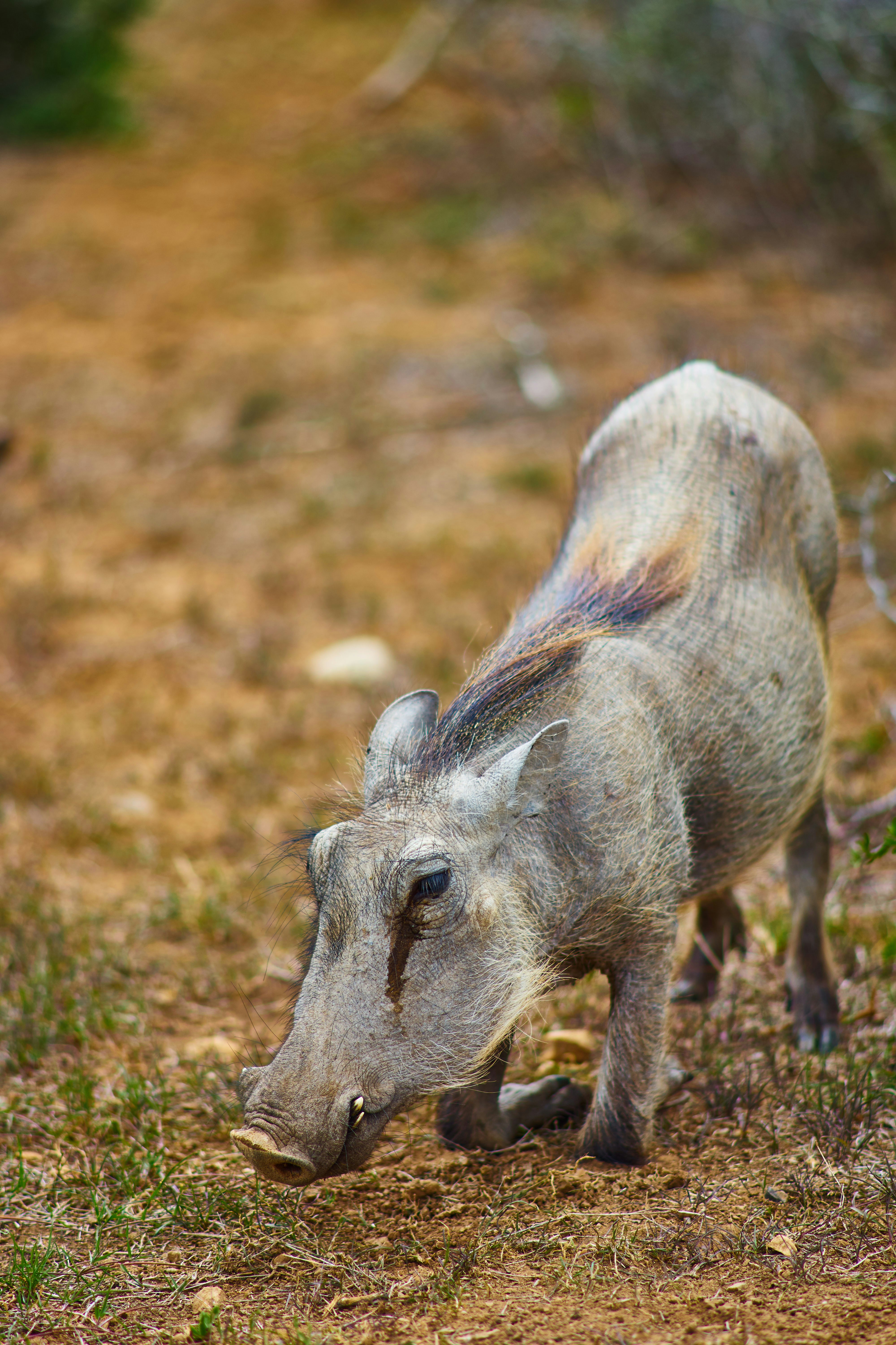 Warthog Forage in a Sun-Warmed Clearing