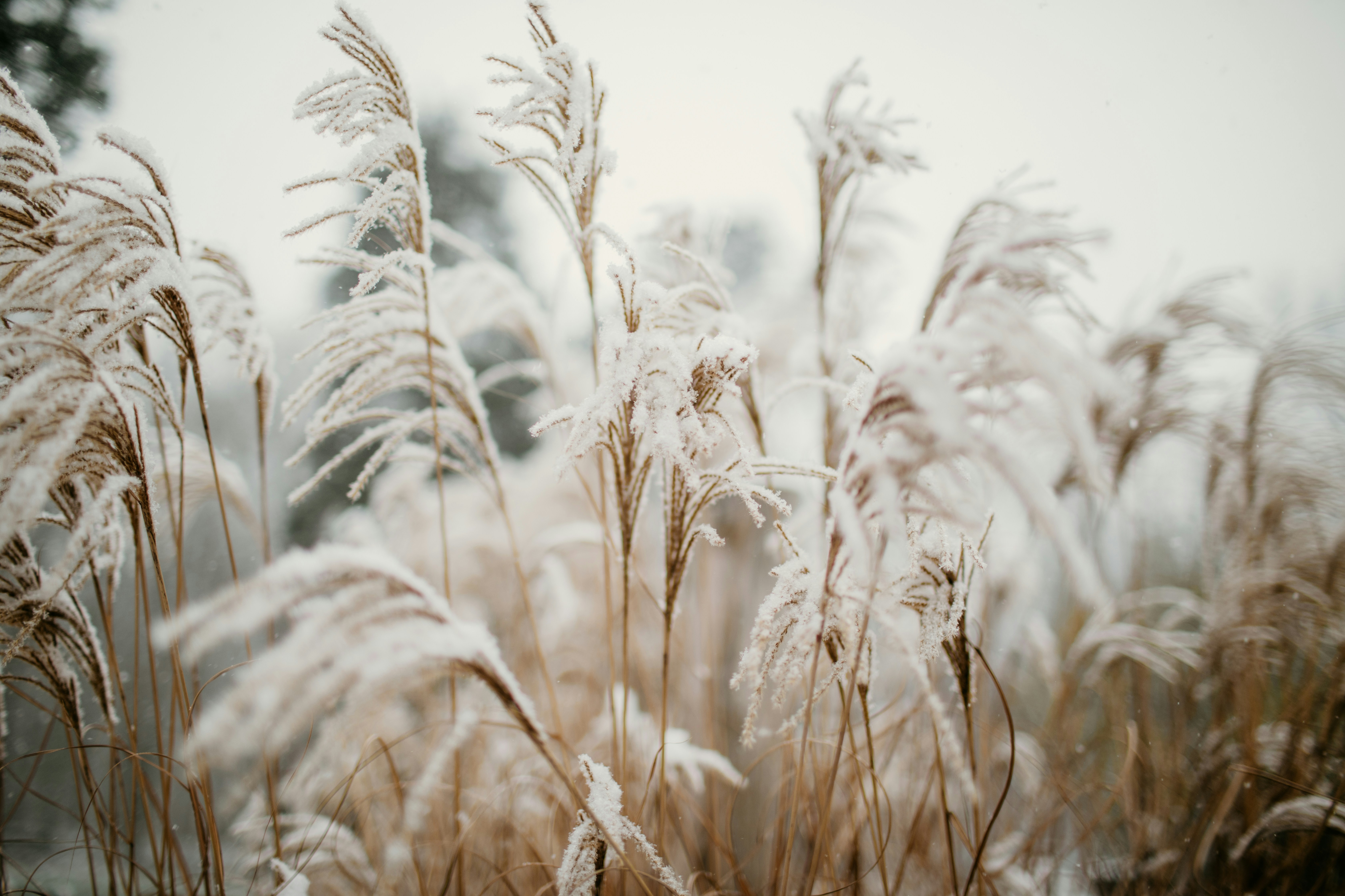 White wheat field during daytime photo – Free Grass Image on Unsplash