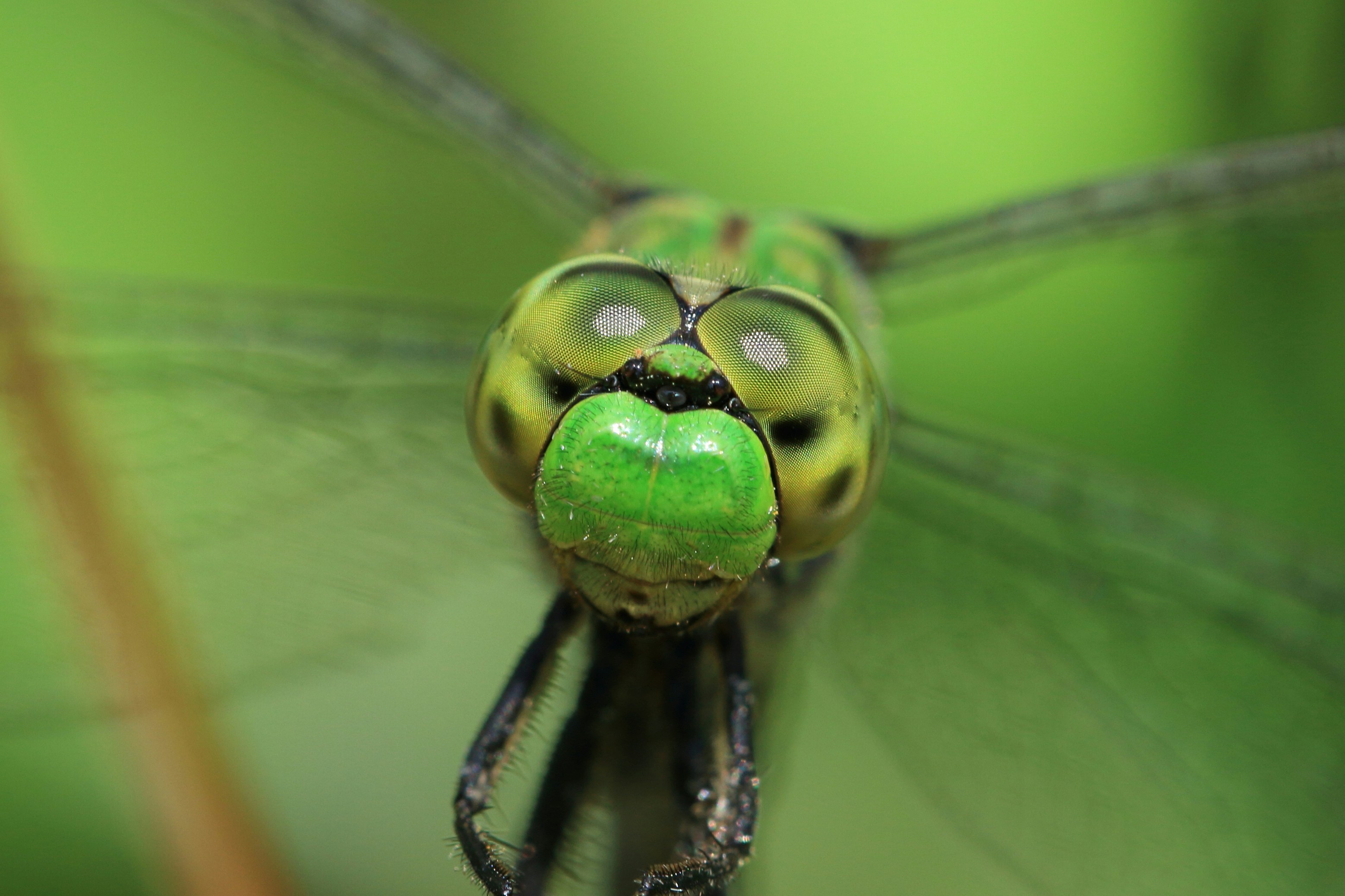 Emerald Gaze: A Macro Portrait of a Dragonfly Facing the Lens