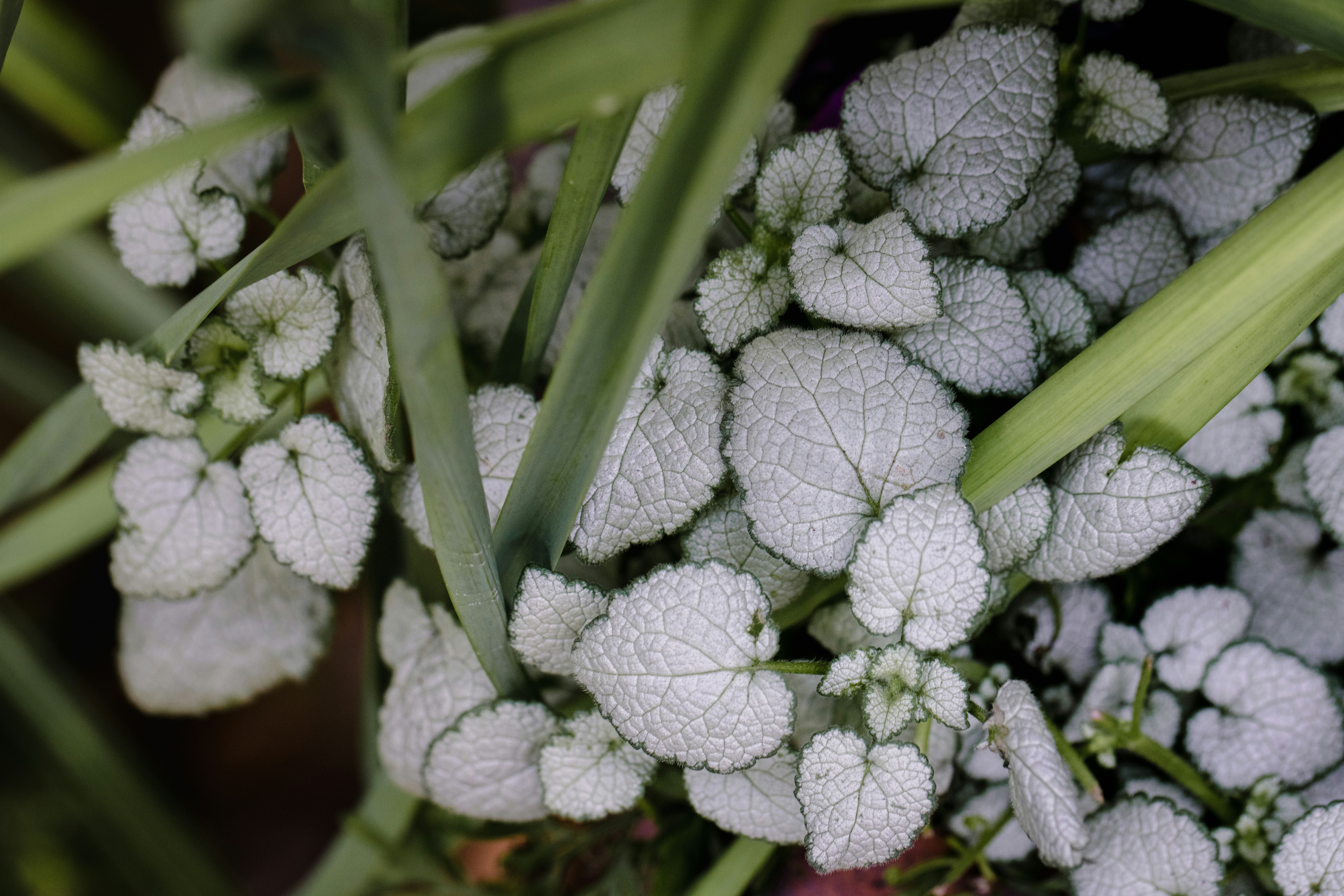 Frosted Leaves Among Green Stems