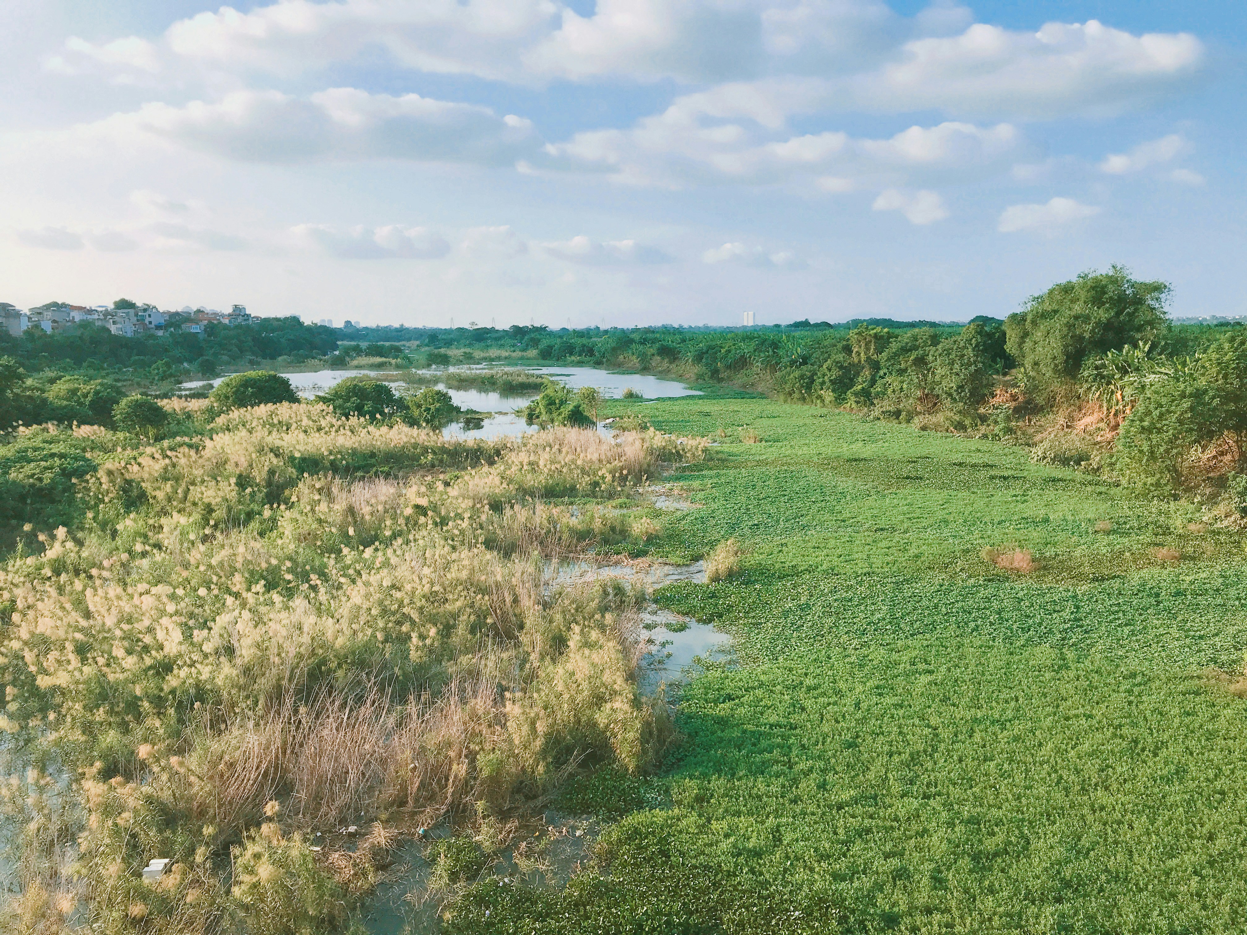 Lush greenery and wild grasses frame a tranquil river landscape under a bright sky, showcasing the harmony of nature.