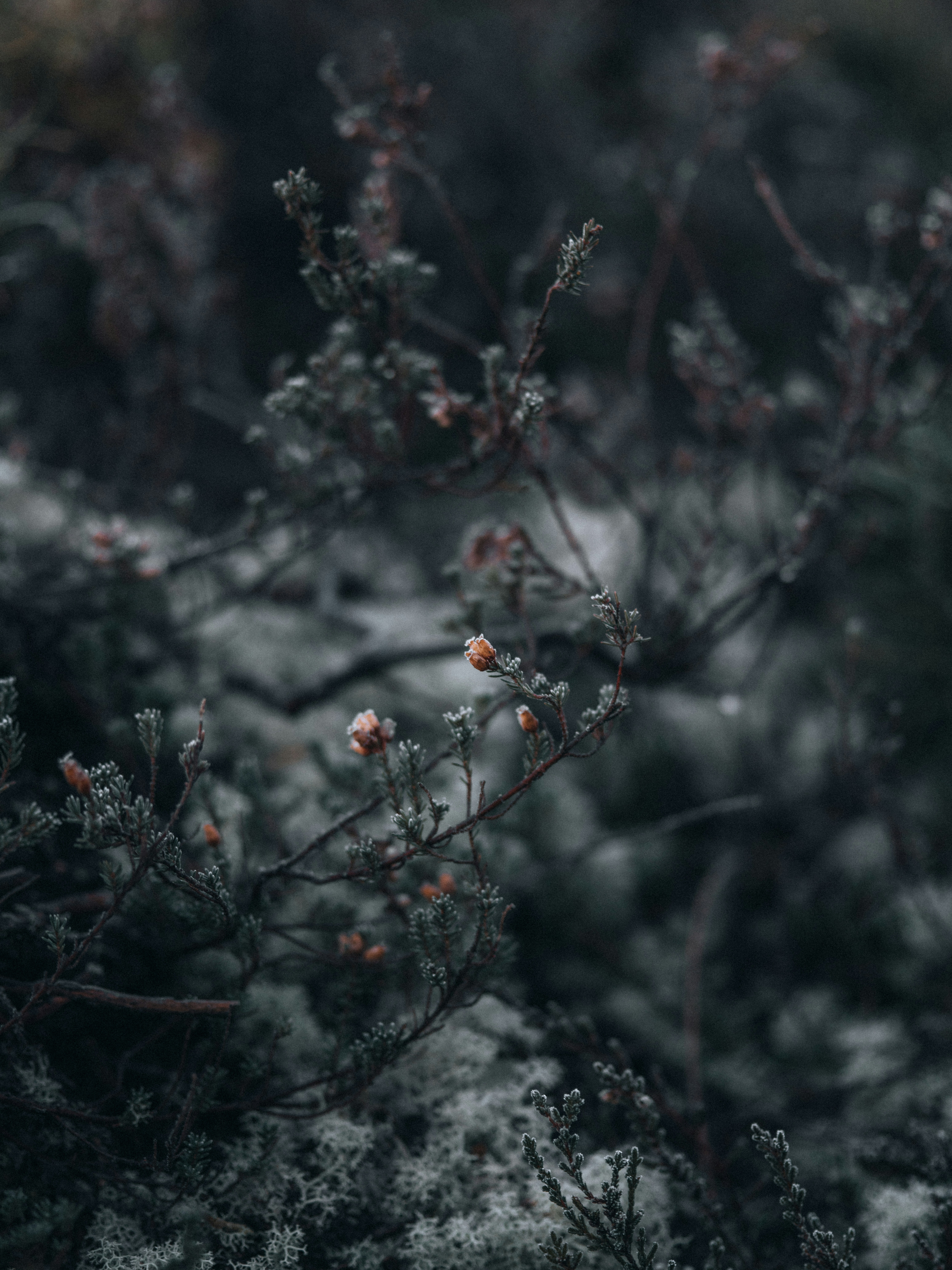 Delicate branches adorned with tiny blossoms emerge from a textured, mossy landscape, illustrating nature's quiet beauty.