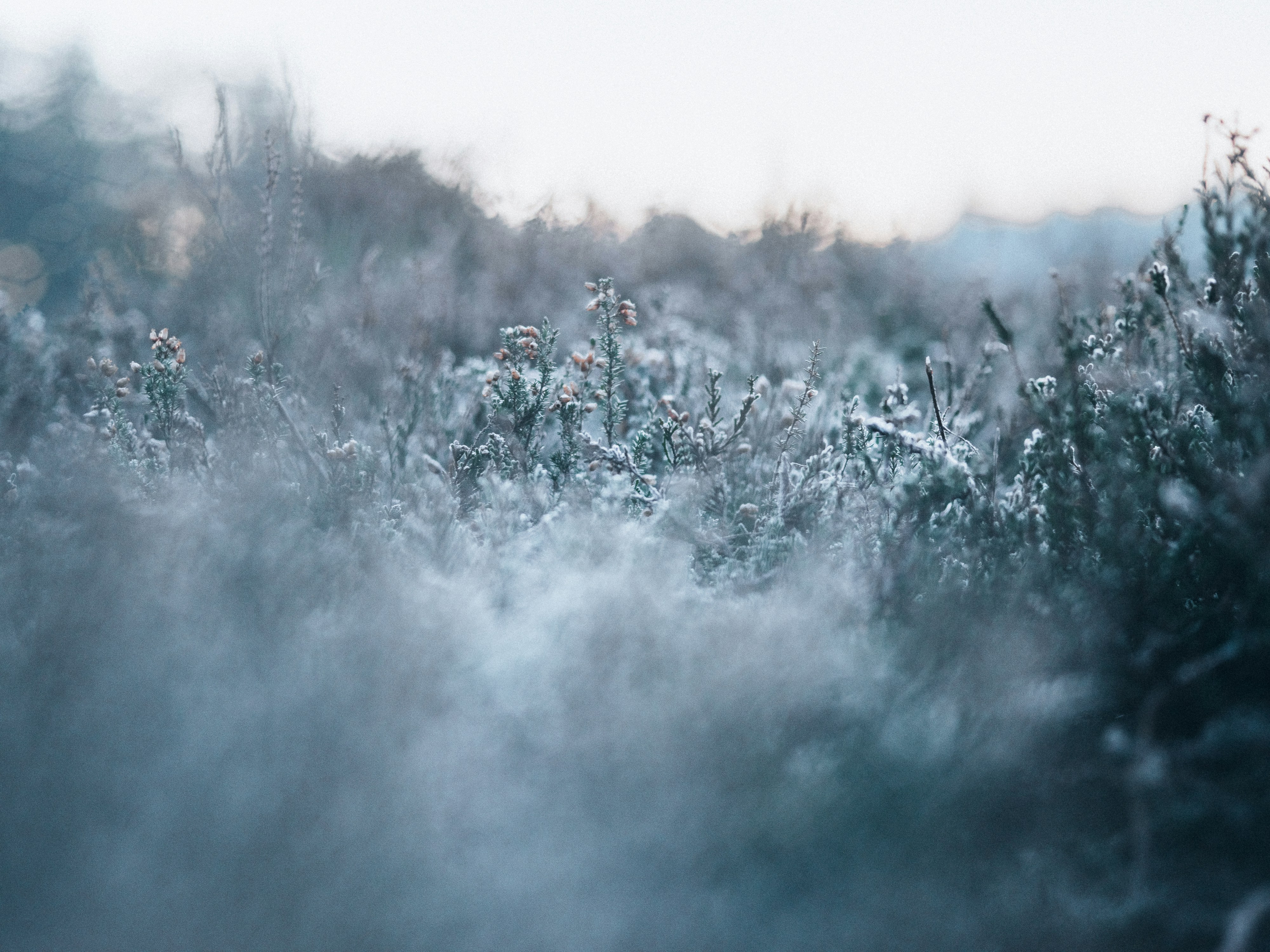 Frost-Laced Field at Blue Hour