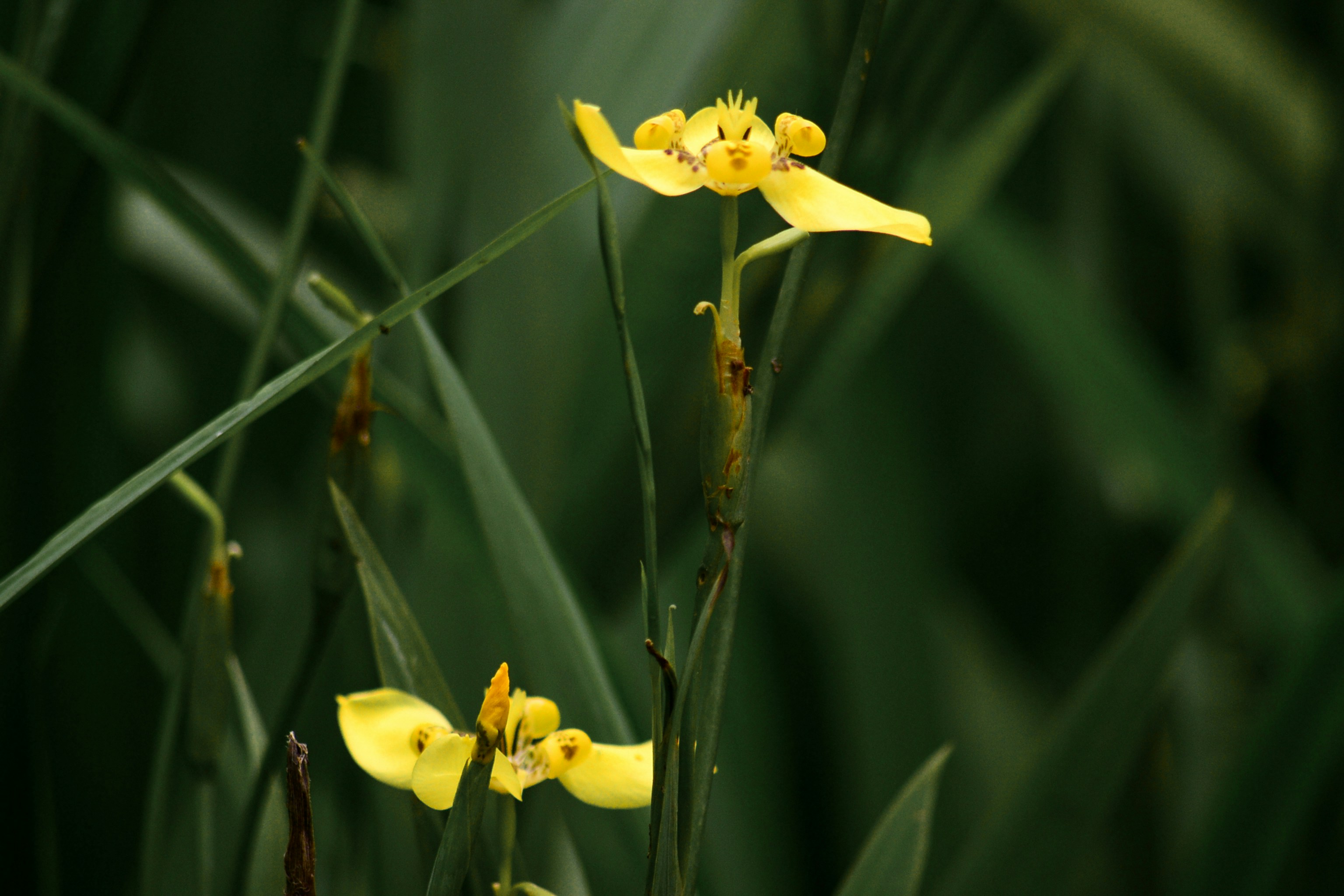 Delicate yellow flowers stand out against a backdrop of lush green foliage.