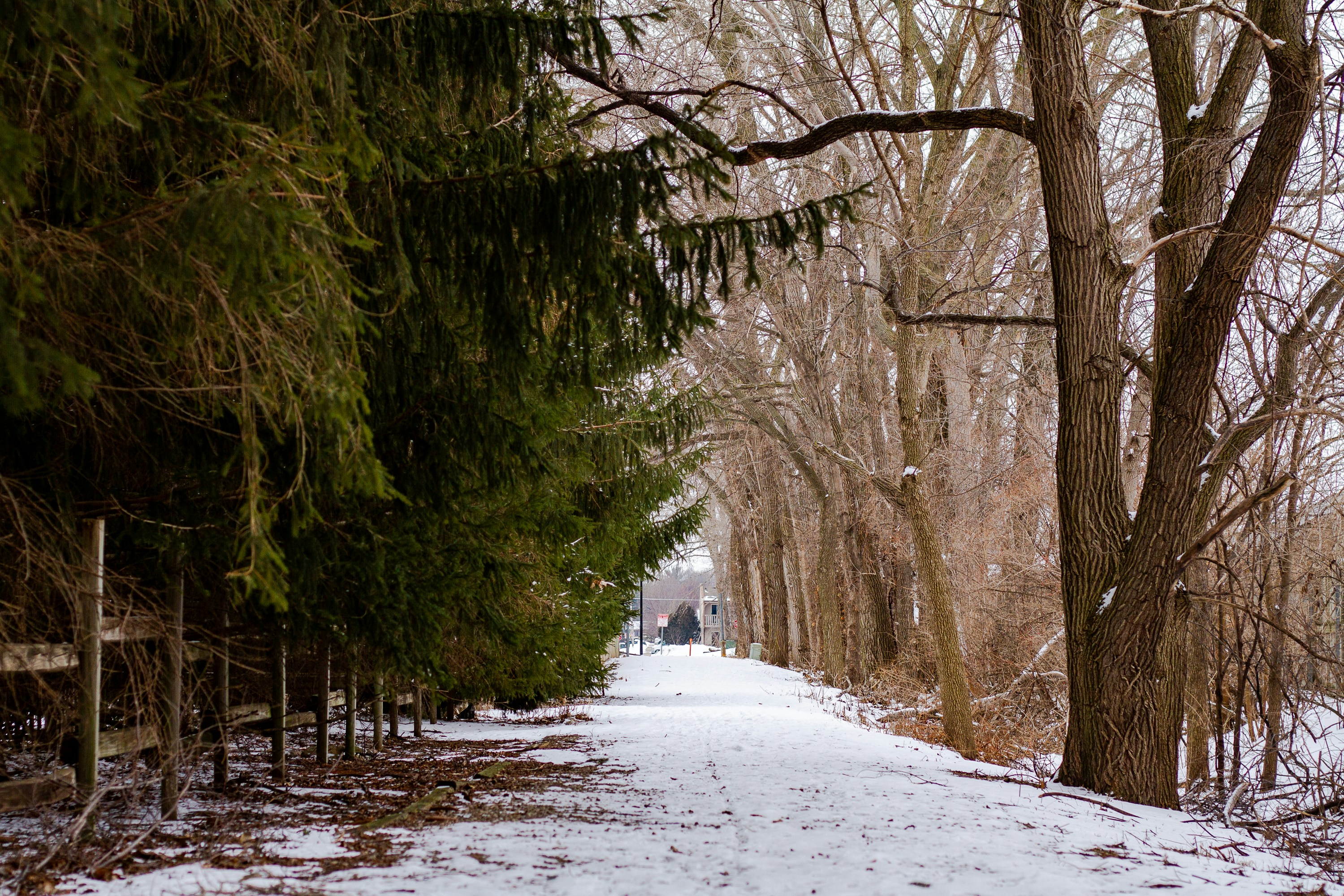 Snow-Blanketed Promenade: A Quiet Walk Toward Distant Silhouettes