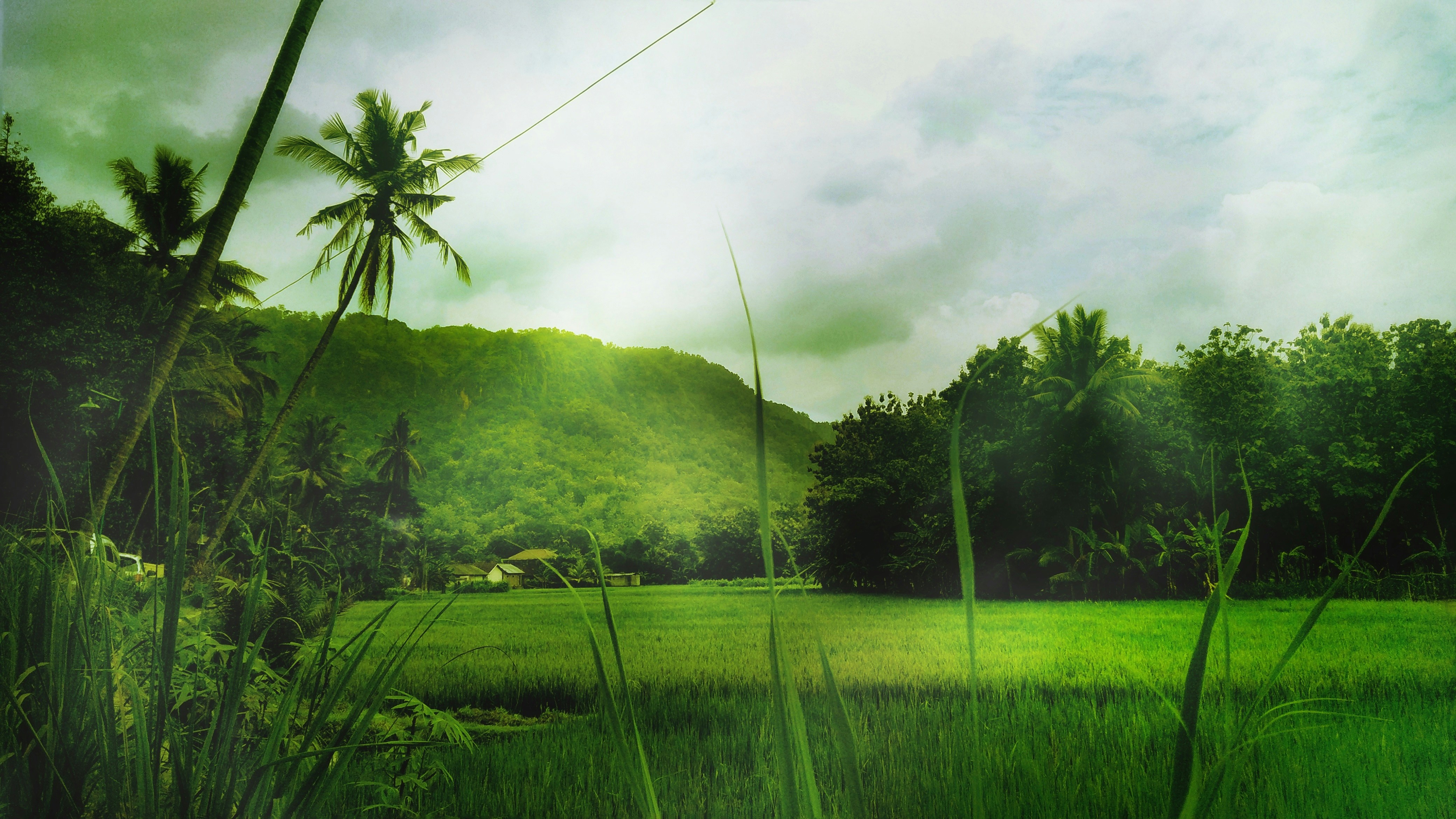 Lush tropical paddy field spans the foreground with tall palm trees and a distant forested hillside under a pale, cloudy sky.