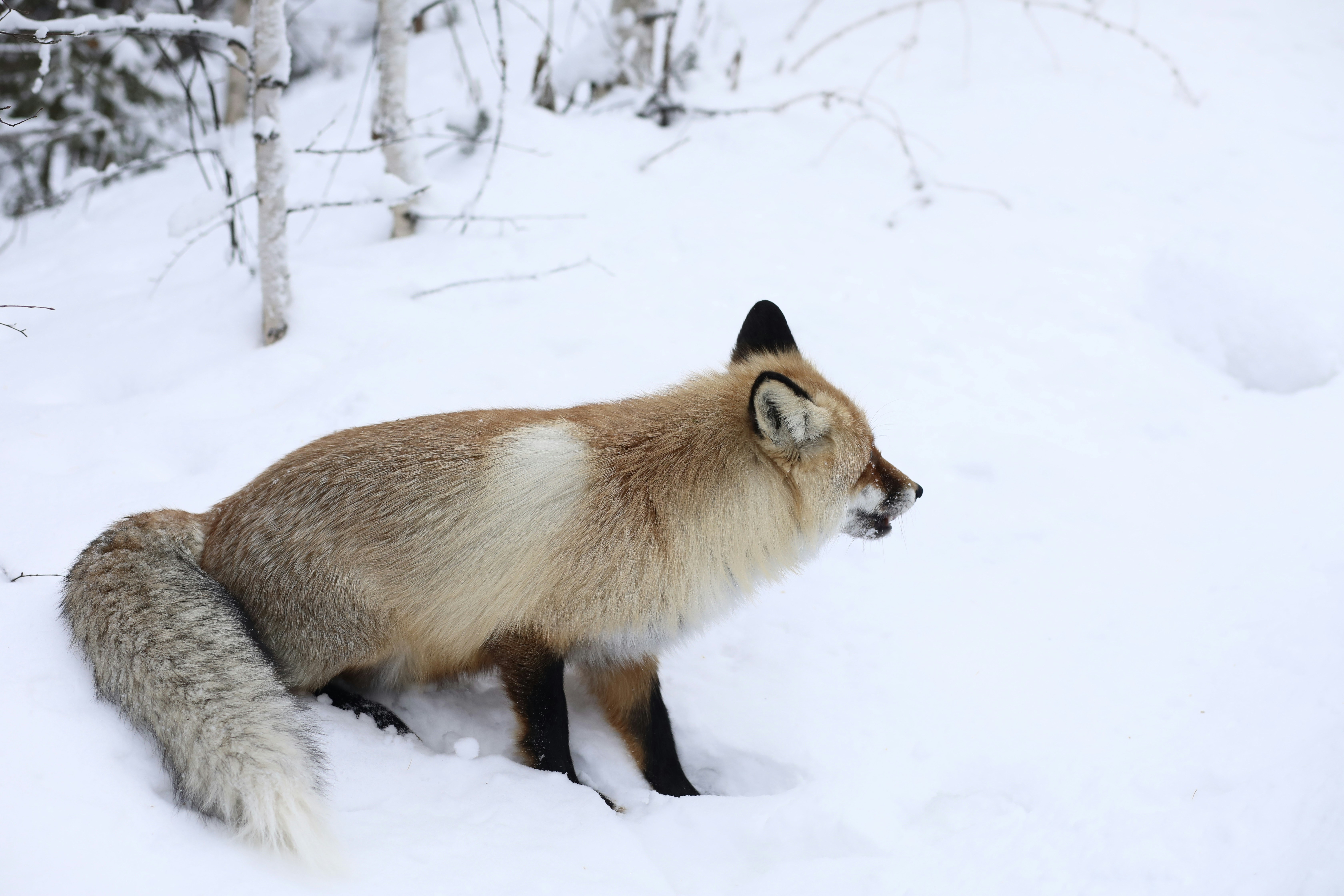Brown fox on snow covered ground during daytime photo – Free Mammal ...