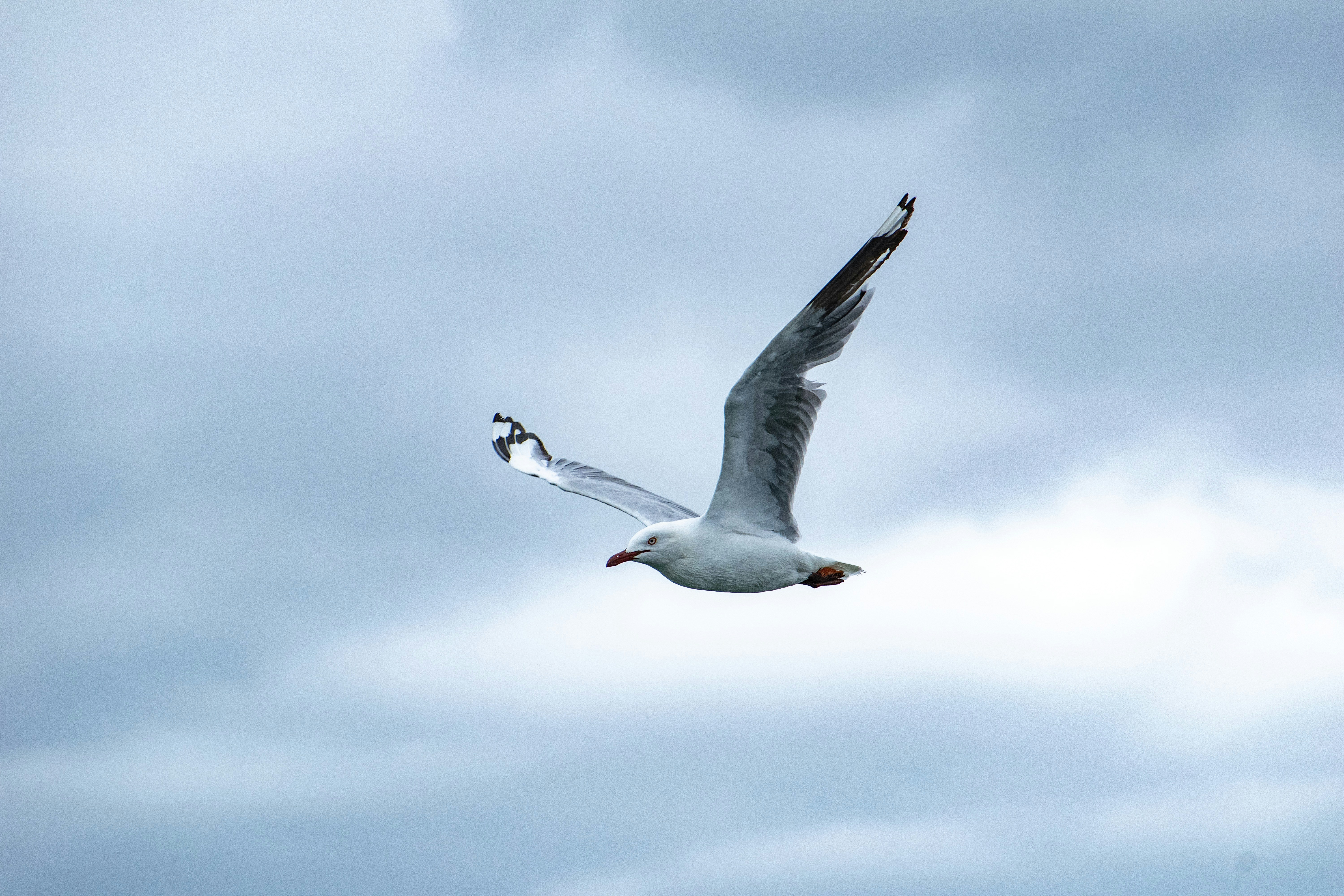 White gull flying under white clouds during daytime photo – Free Bird ...
