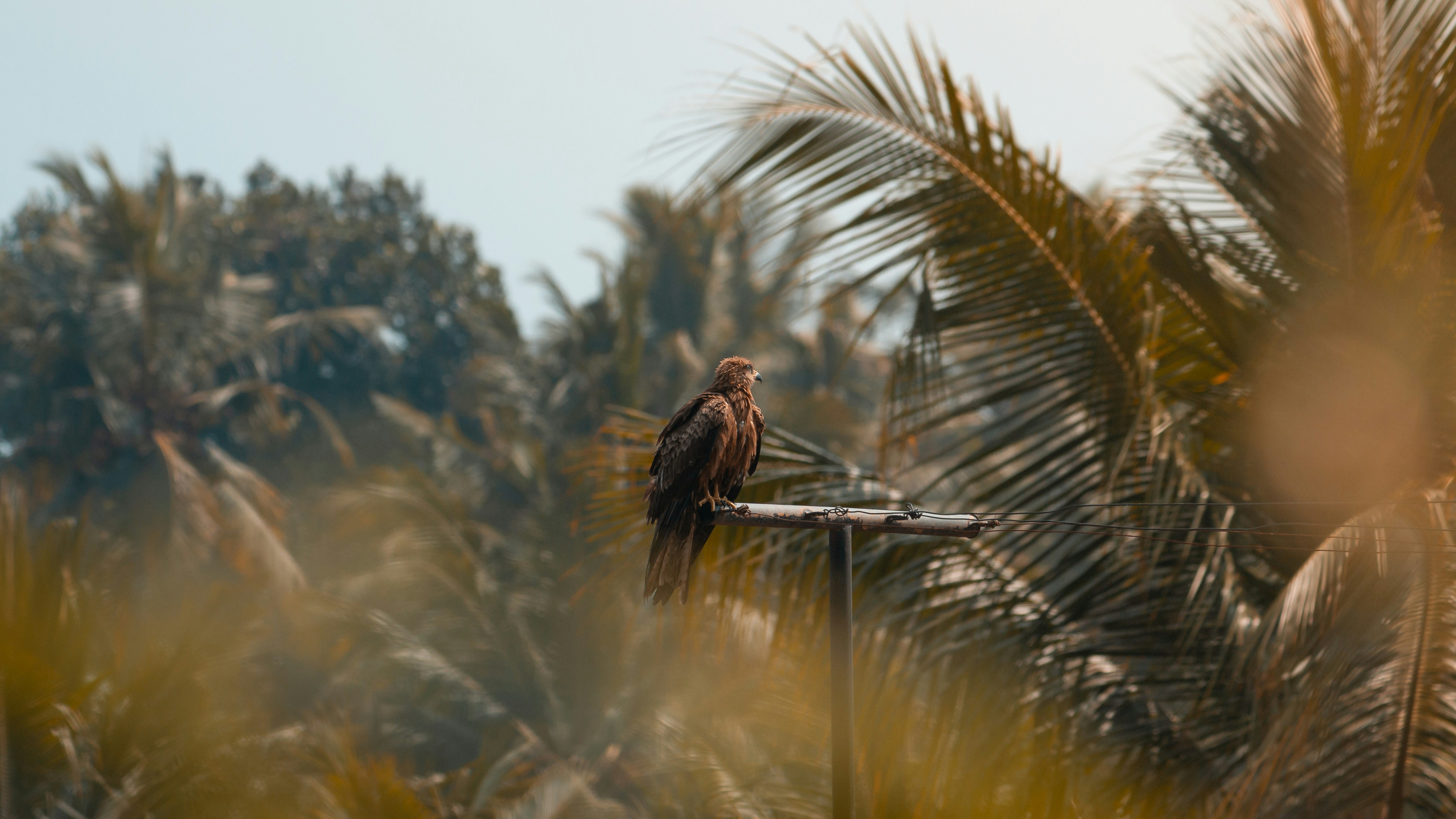 A majestic bird of prey perched atop a pole, surrounded by lush tropical foliage. The scene captures the essence of wildlife in its natural habitat.