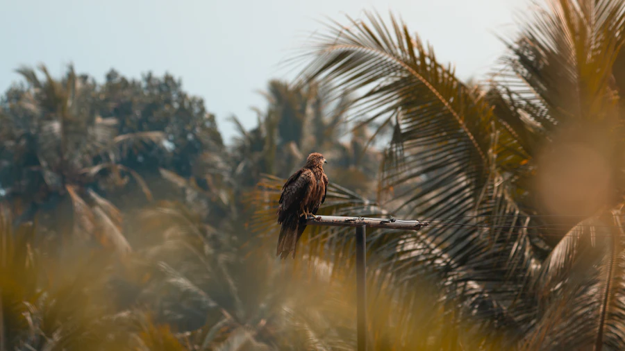 A brown bird sits on a metal perch with blurred palm fronds and treetops in the background. Warm foreground blur frames the subject in a tropical scene.