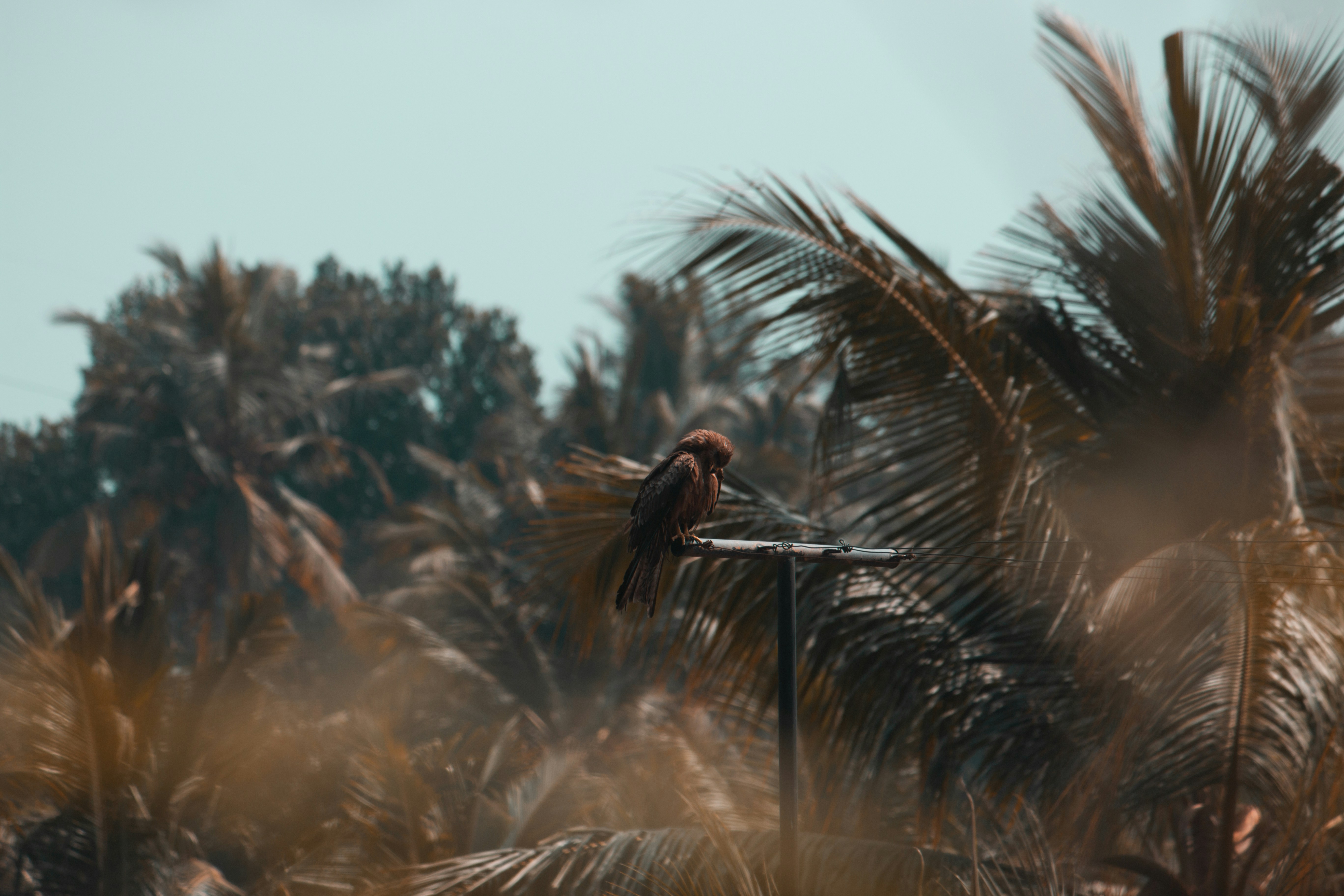 Kestrel Watch: perched on a weathered post amid tropical palms