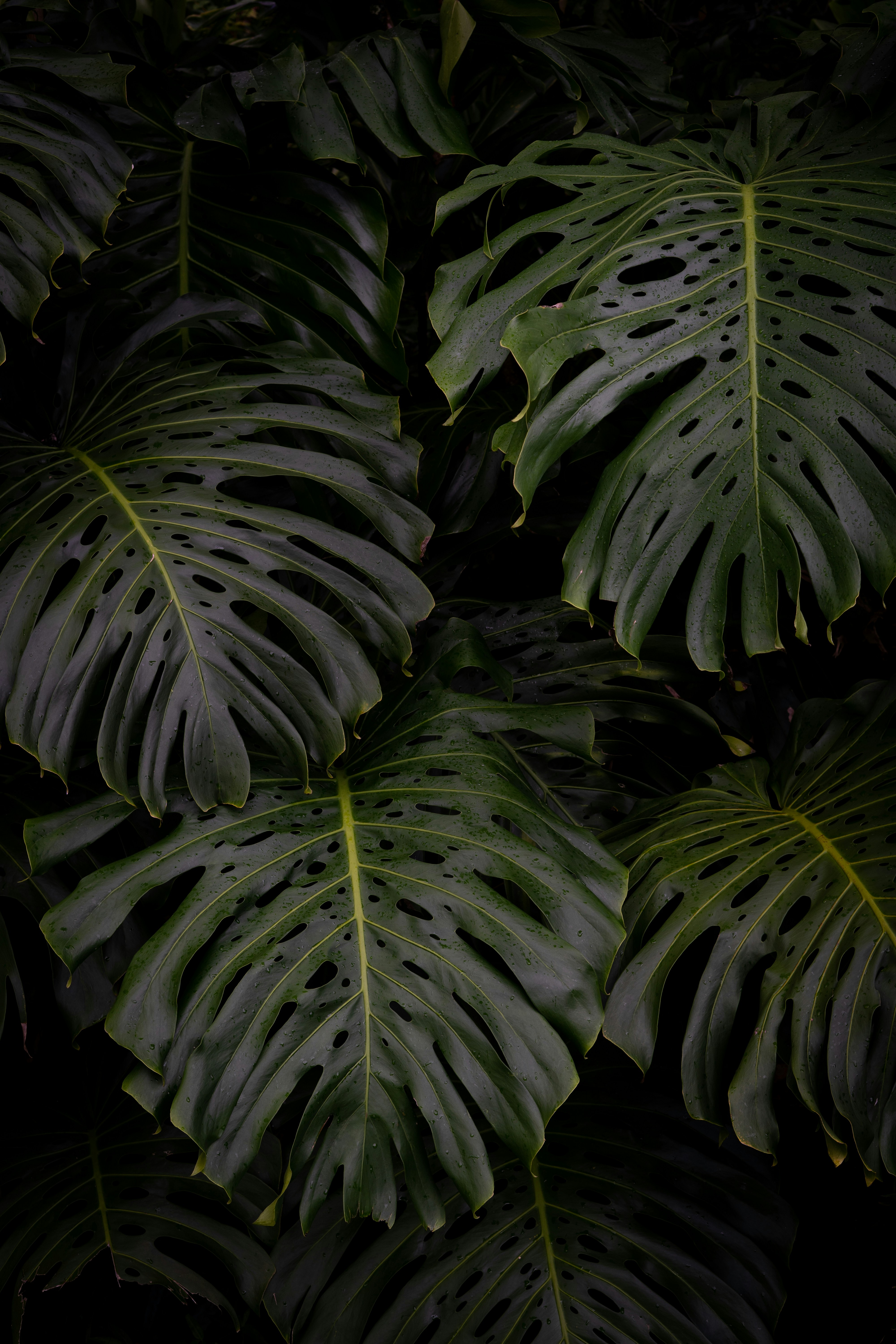 Green Leaves Background Tumblr
