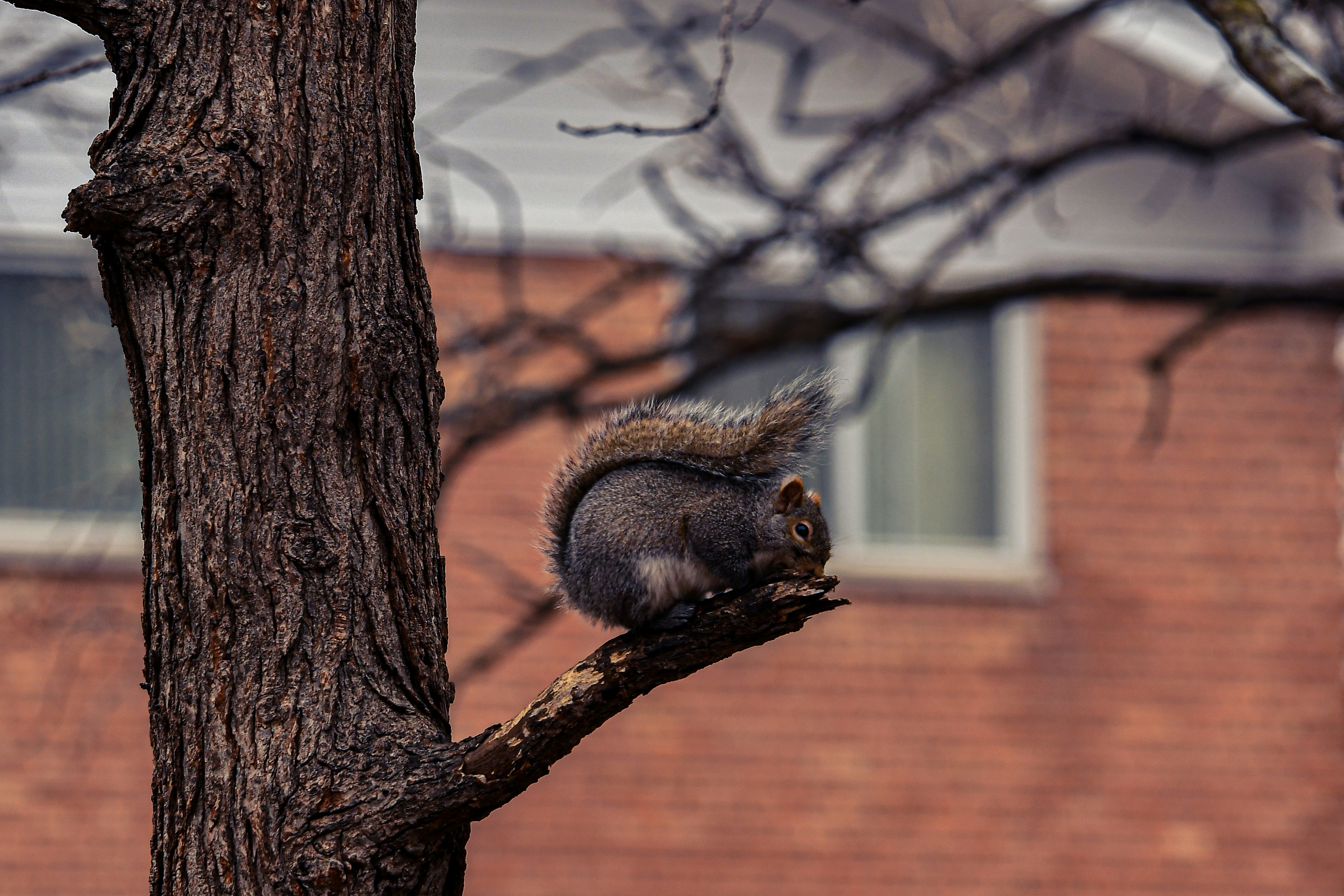 Urban Squirrel Perch on a Bare Branch Against a Brick Facade