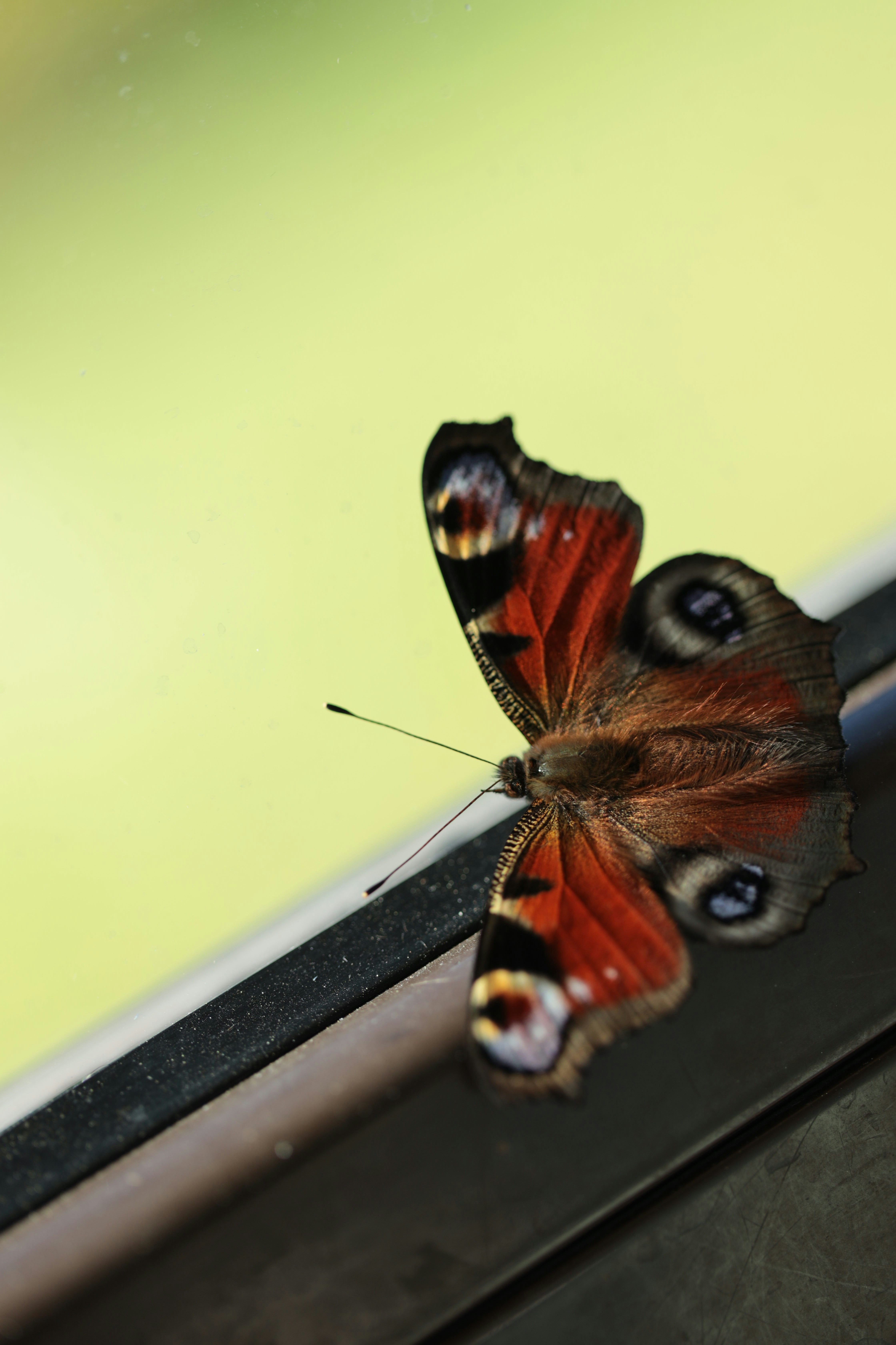 A vibrant peacock butterfly resting on a windowsill, showcasing its intricate wing patterns against a soft, blurred background.