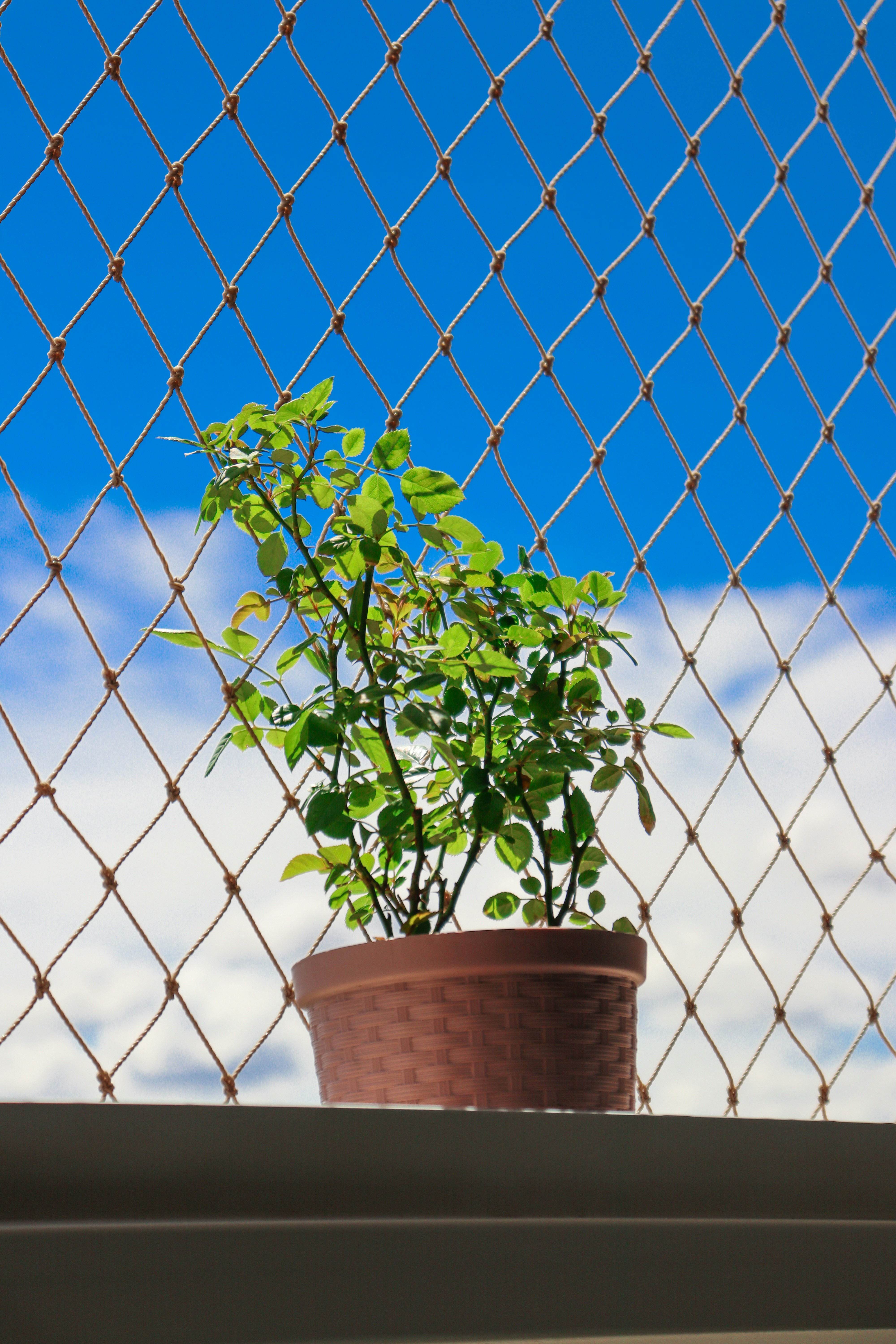 green plant on brown clay pot