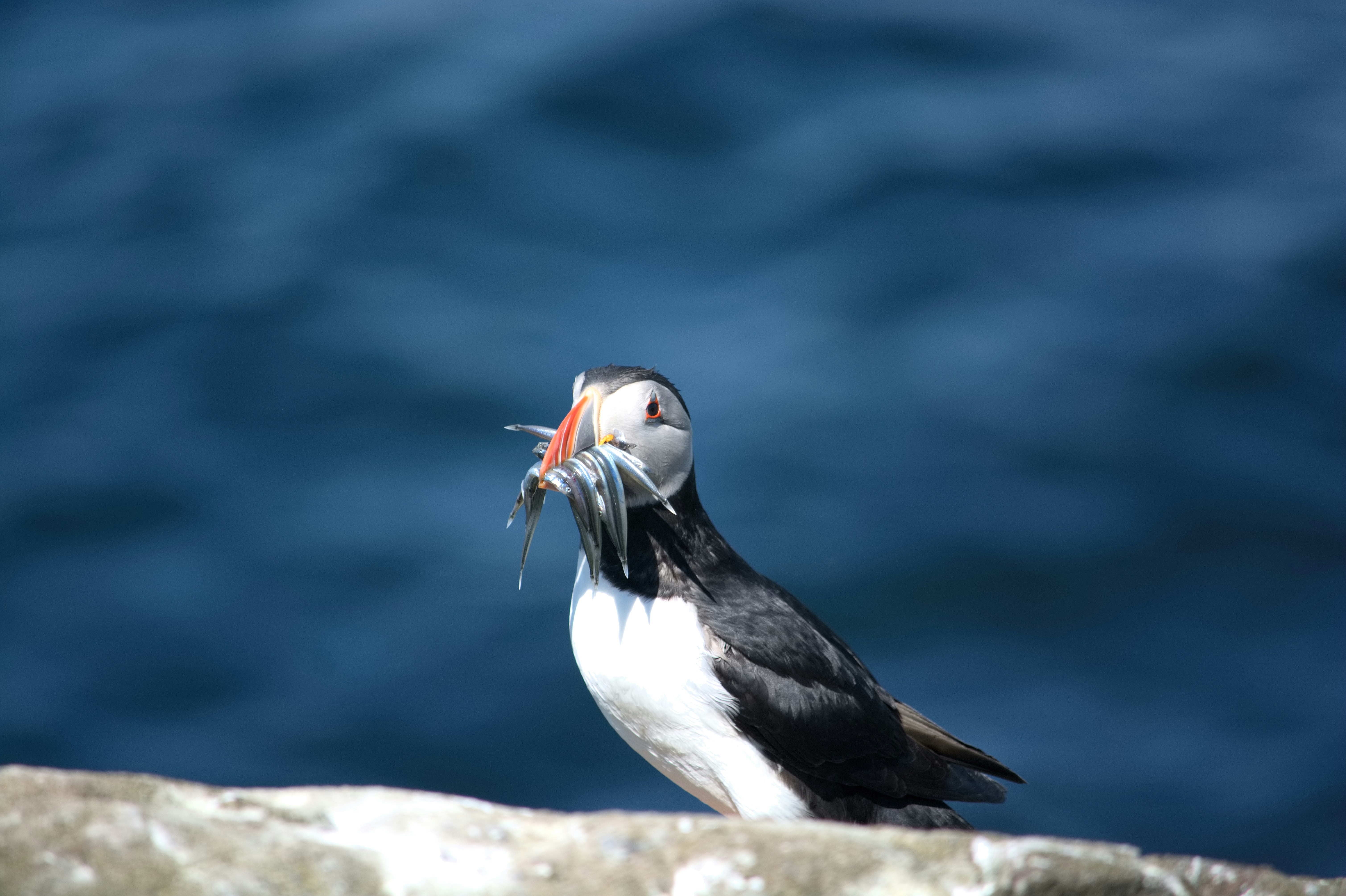 white and black bird on white rock