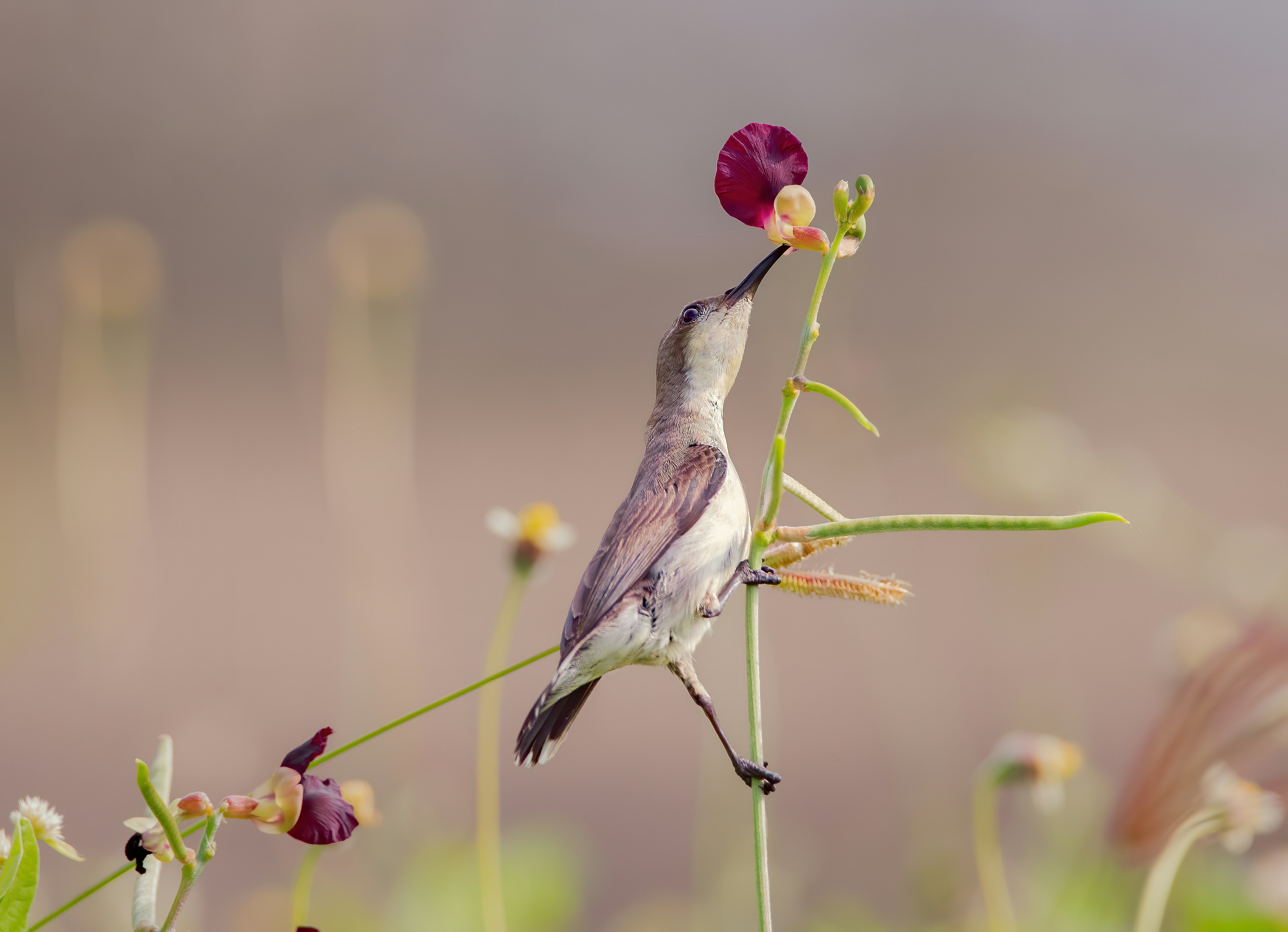 Lotens Sunbird

