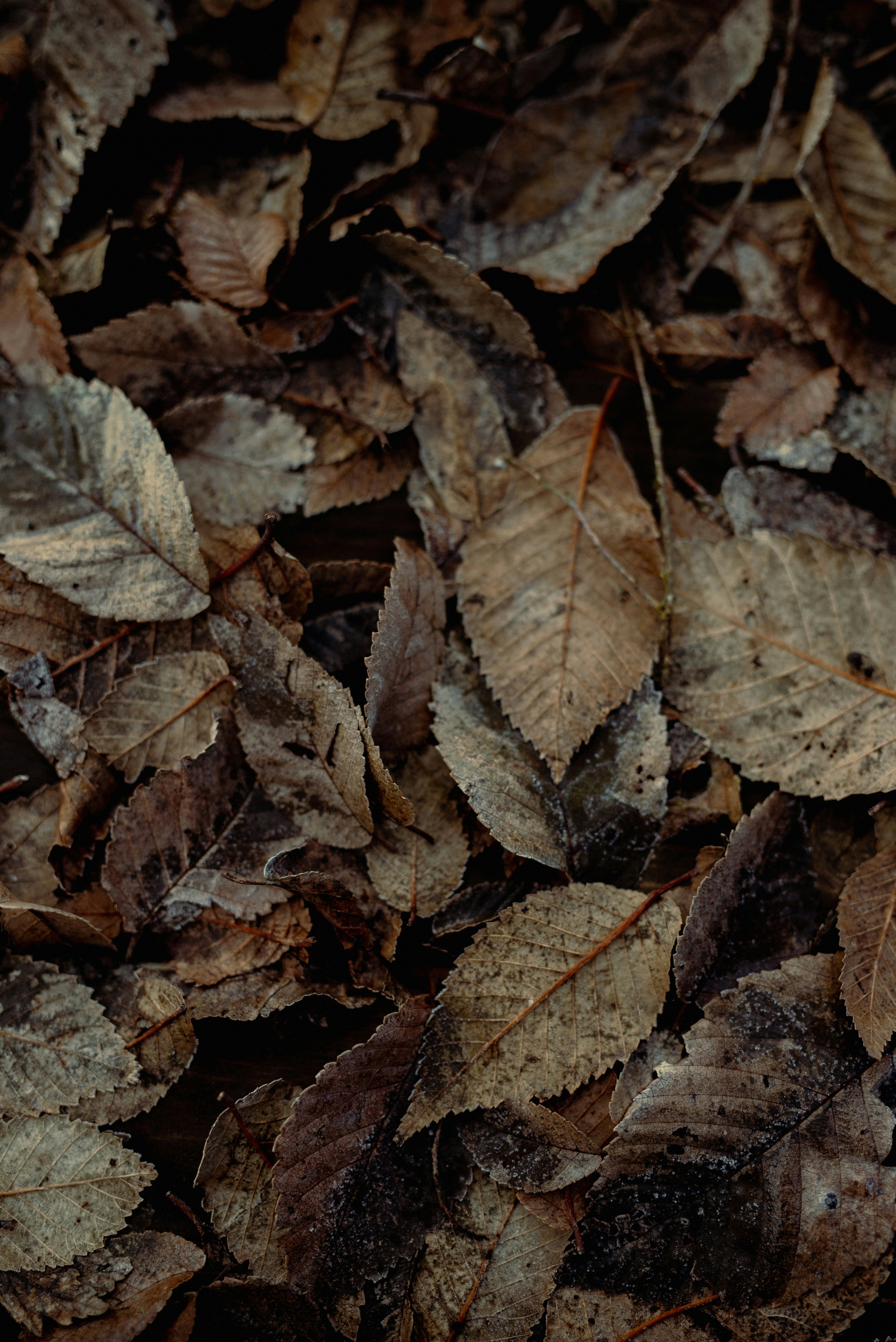 Dried Leaves Pictures | Download Free Images on Unsplash