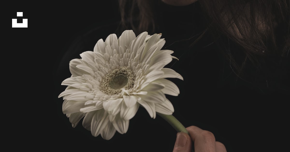 하얀 데이지 꽃을 들고 여자 사진 Unsplash의 무료 식물 이미지
