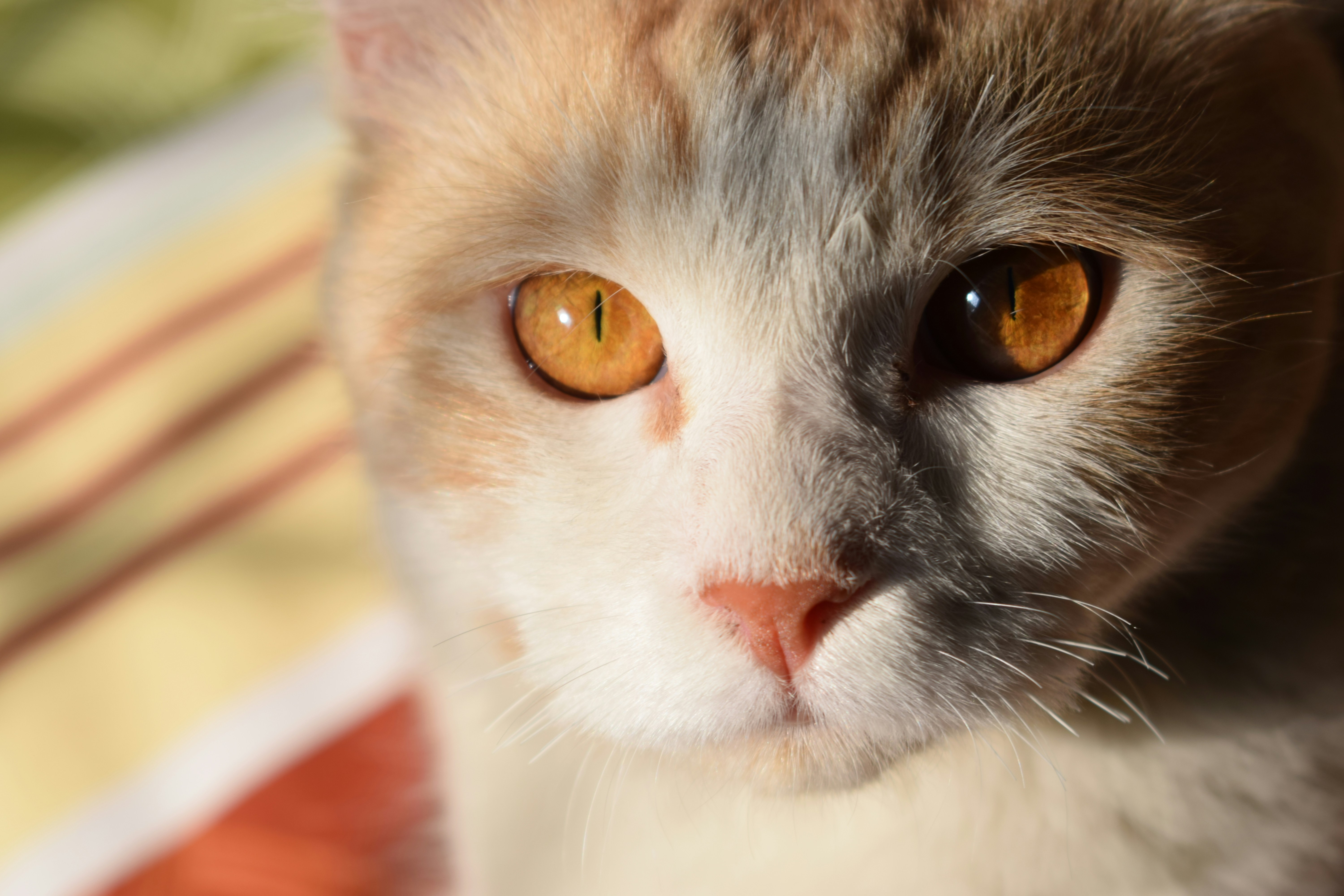Close-up of a cat with striking golden eyes, showcasing its soft fur and inquisitive expression against a softly blurred background.