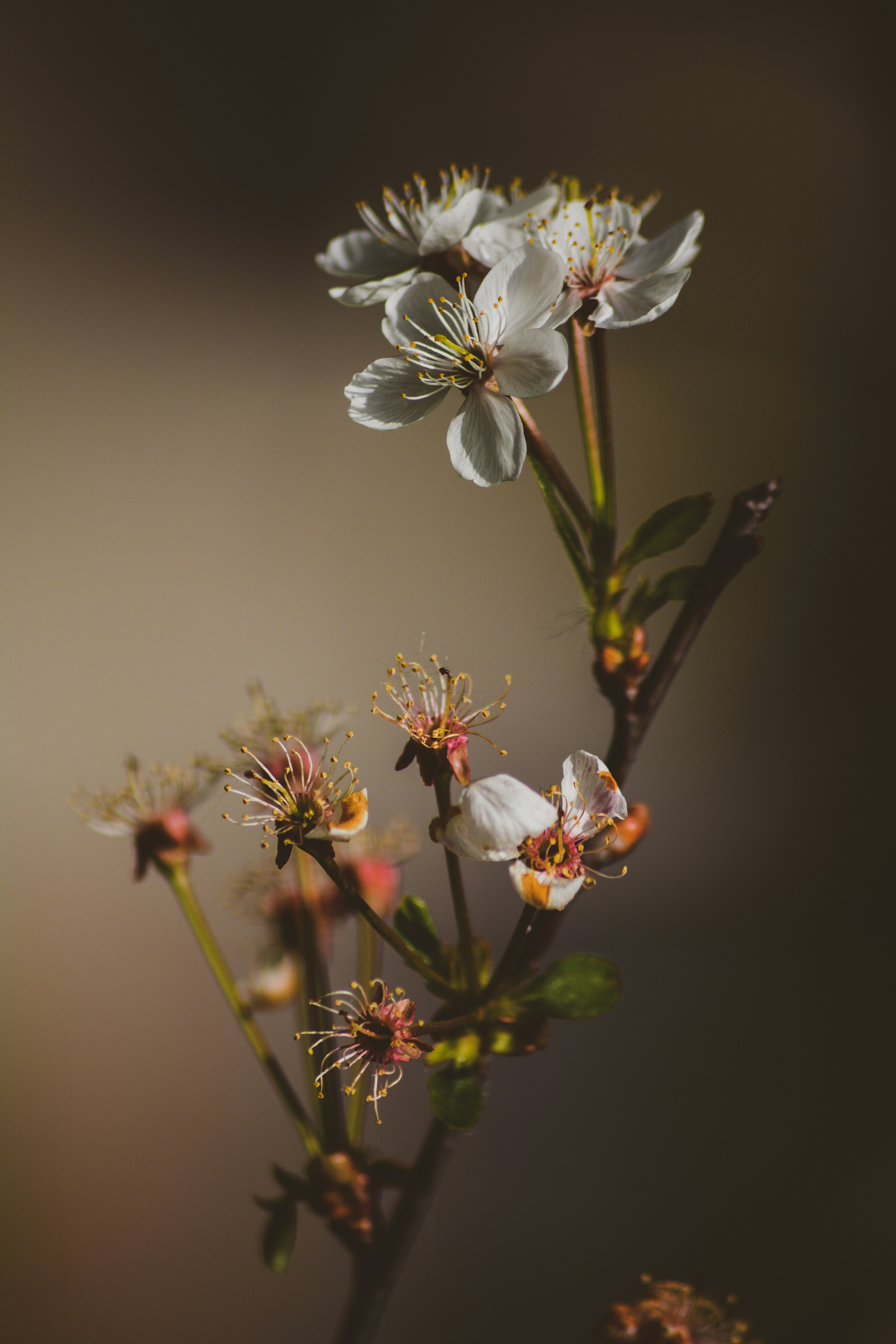 white and yellow flowers in tilt shift lens