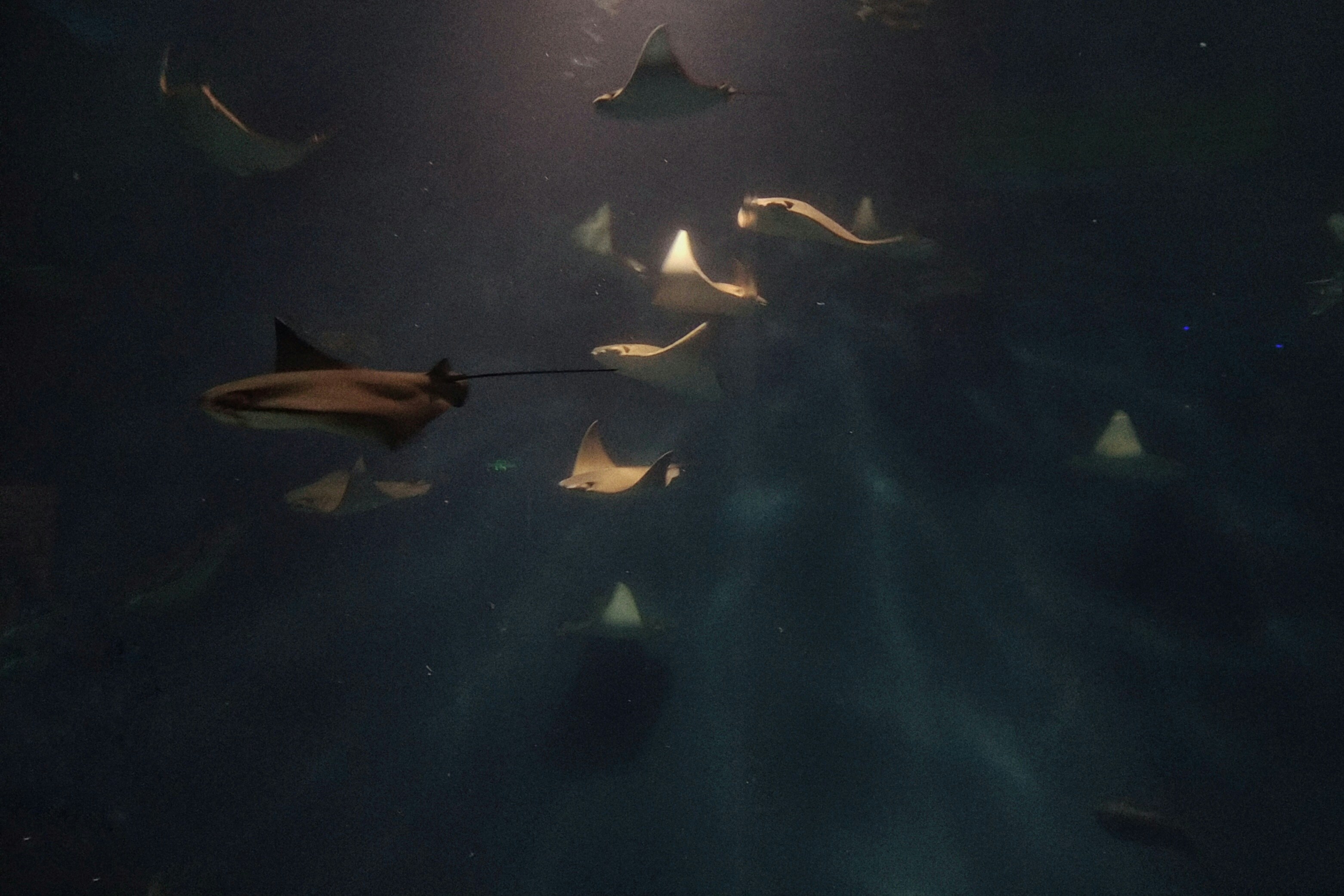 A group of stingrays gliding gracefully through deep blue waters, illuminated by soft beams of light from above.